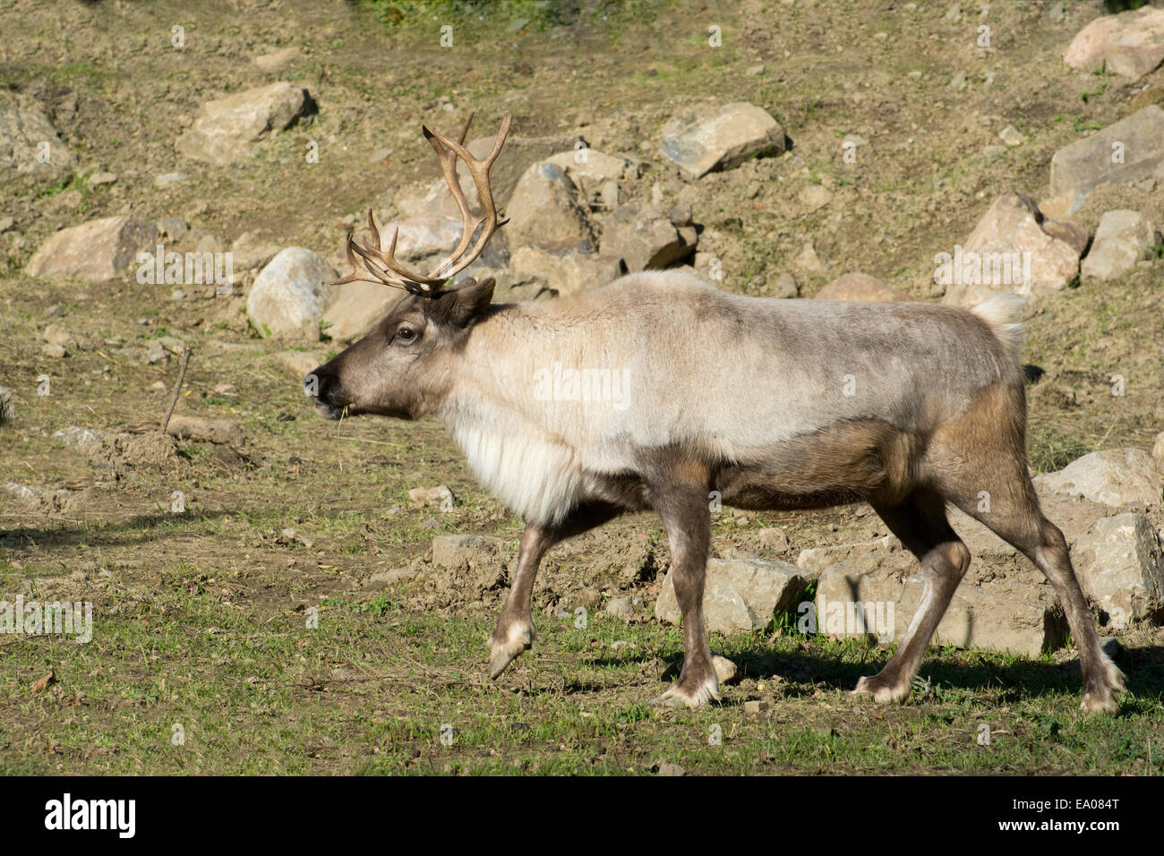 Female caribou hi-res stock photography and images - Alamy