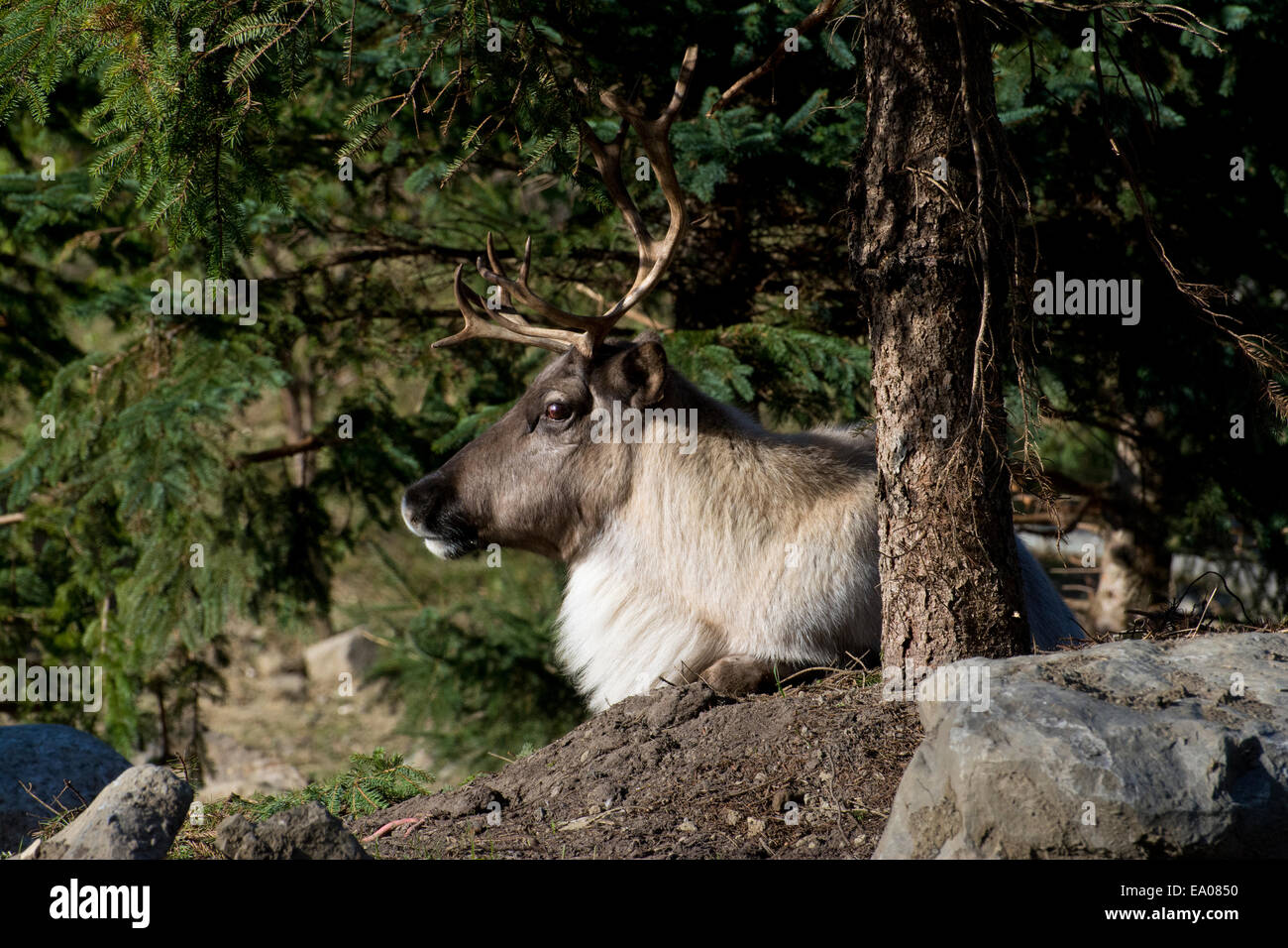 A male Caribou Stock Photo - Alamy