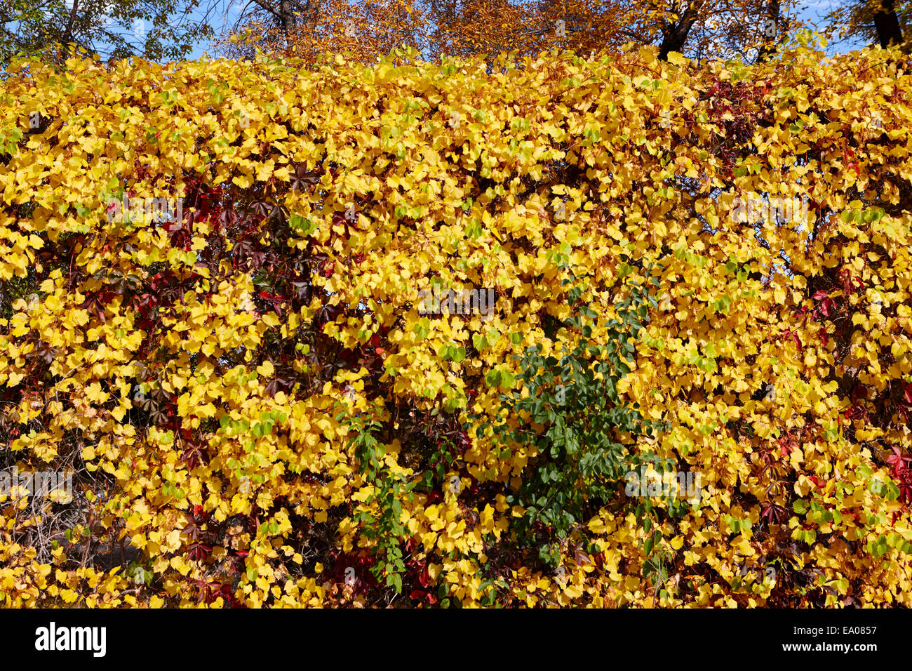 autumn fence foliage turning yellow Saskatchewan Canada Stock Photo - Alamy