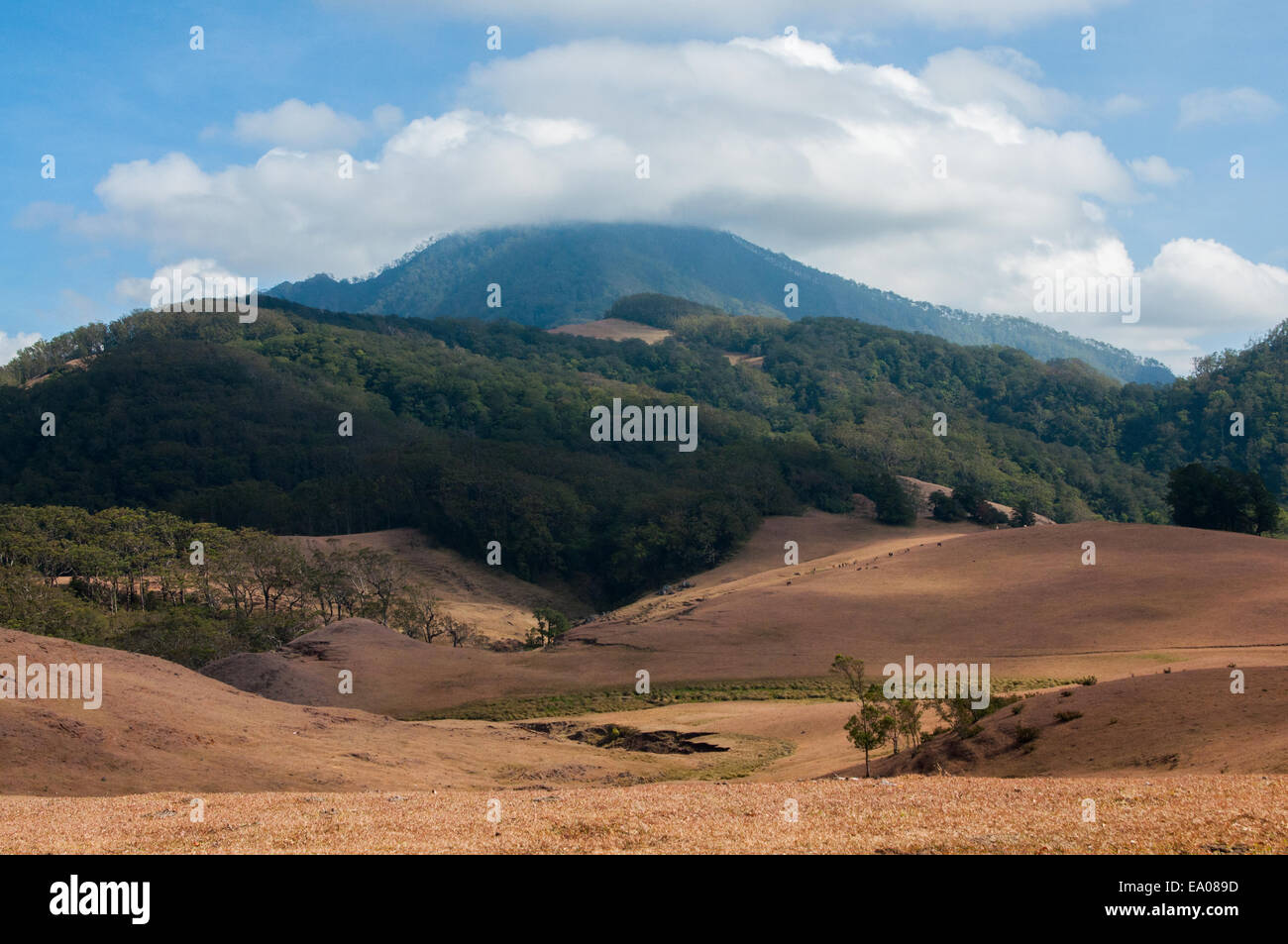 Mount Mutis (2,427 metres above sea level) in South Central Timor ...