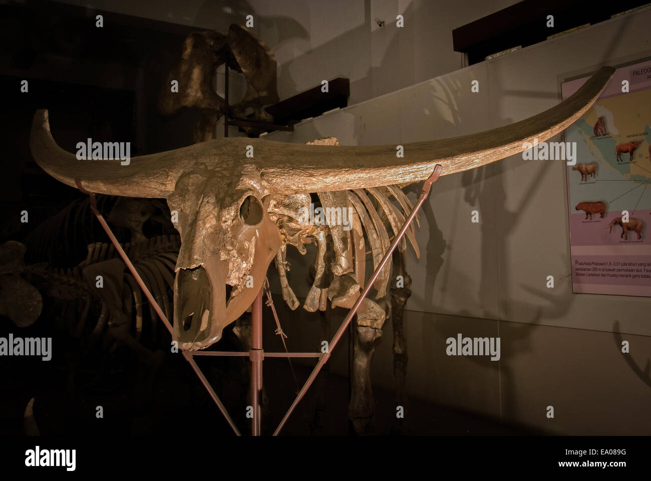 Reconstructed ancient buffalo skeleton being displayed at Geology ...