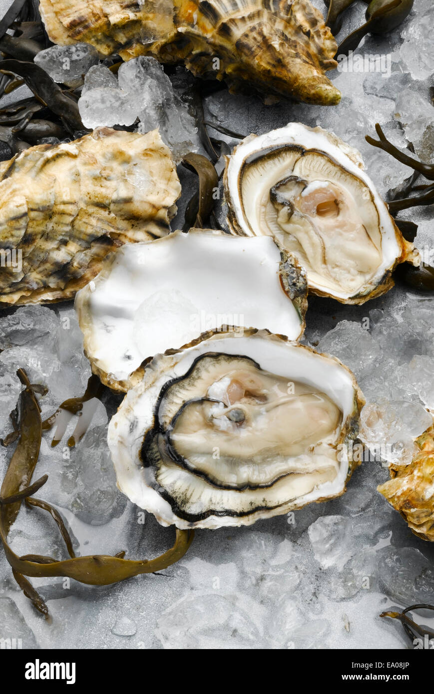 Algae sea ice hi-res stock photography and images - Alamy