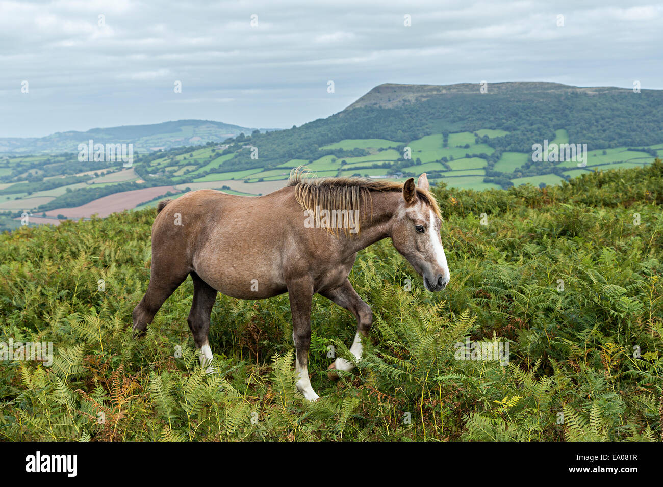 Pony walking in bracken on the Sugar Loaf mountain, Abergavenny, Wales ...