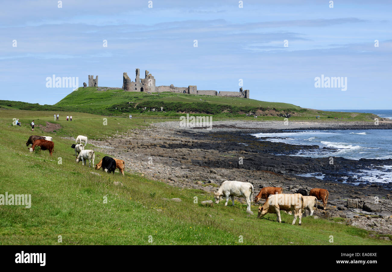 Medieval livestock hi-res stock photography and images - Alamy