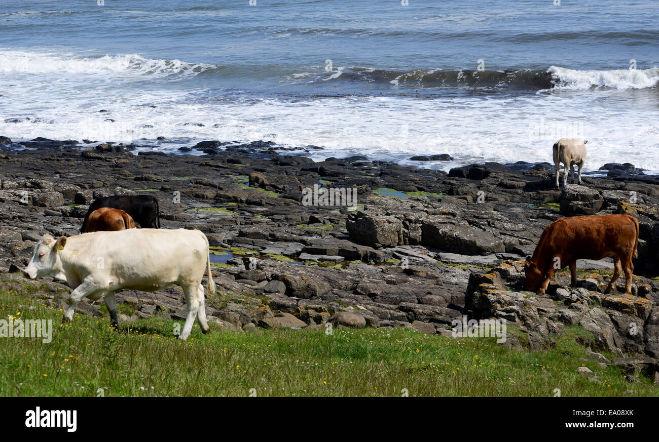 Sea grass field hi-res stock photography and images - Alamy