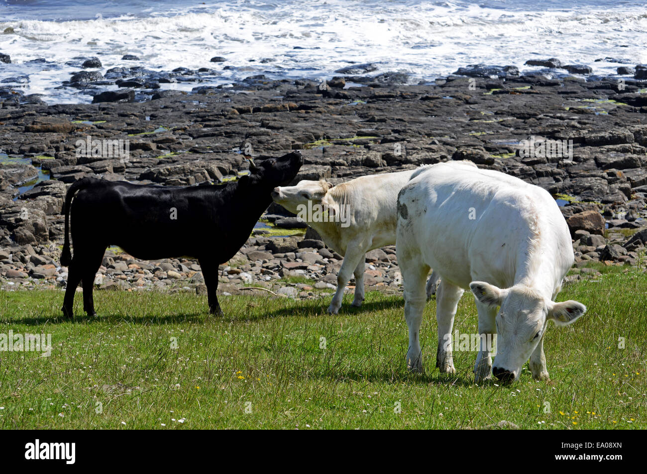Sea grass field hi-res stock photography and images - Alamy