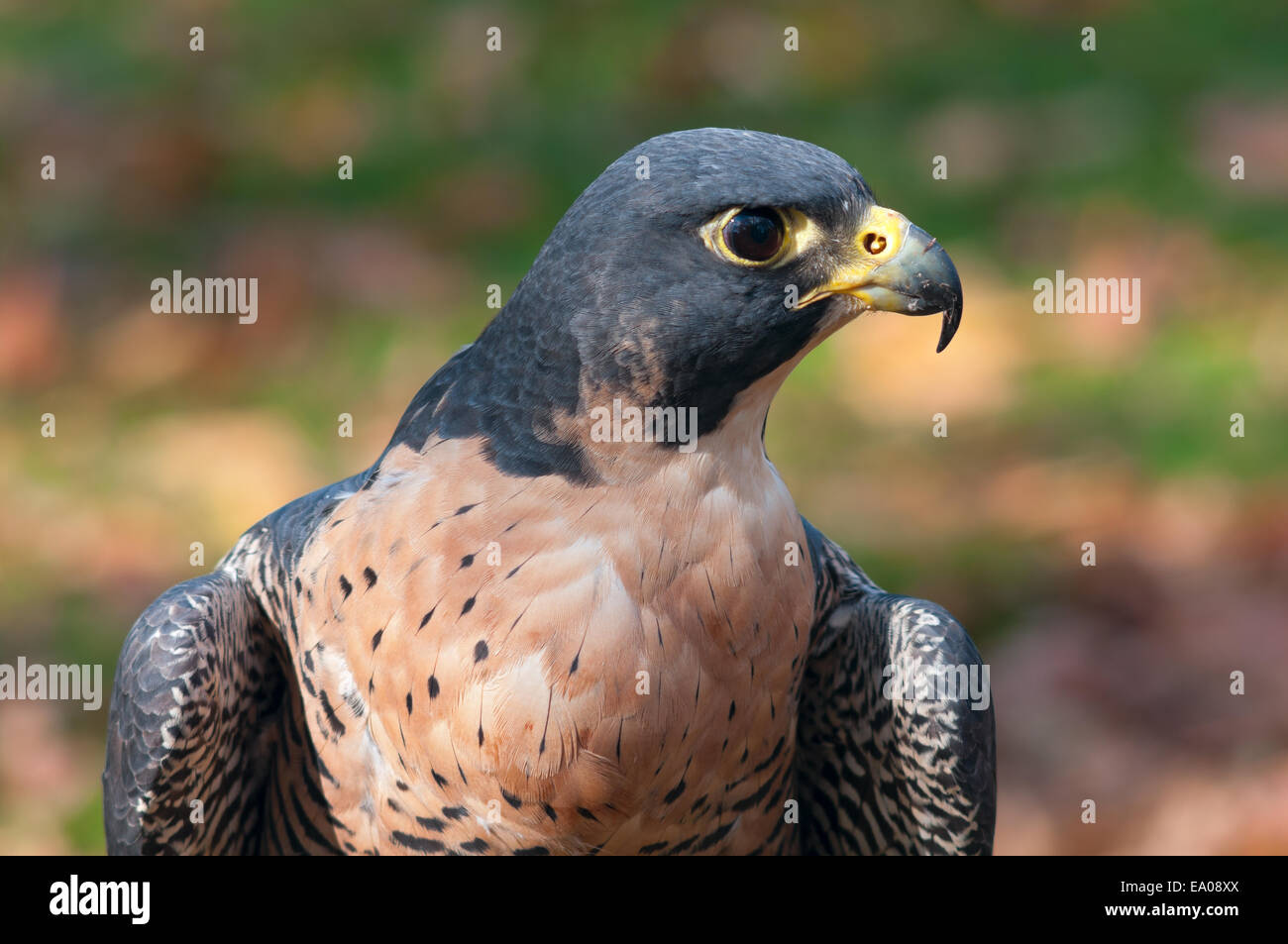 Wing bird speed fast hi-res stock photography and images - Alamy