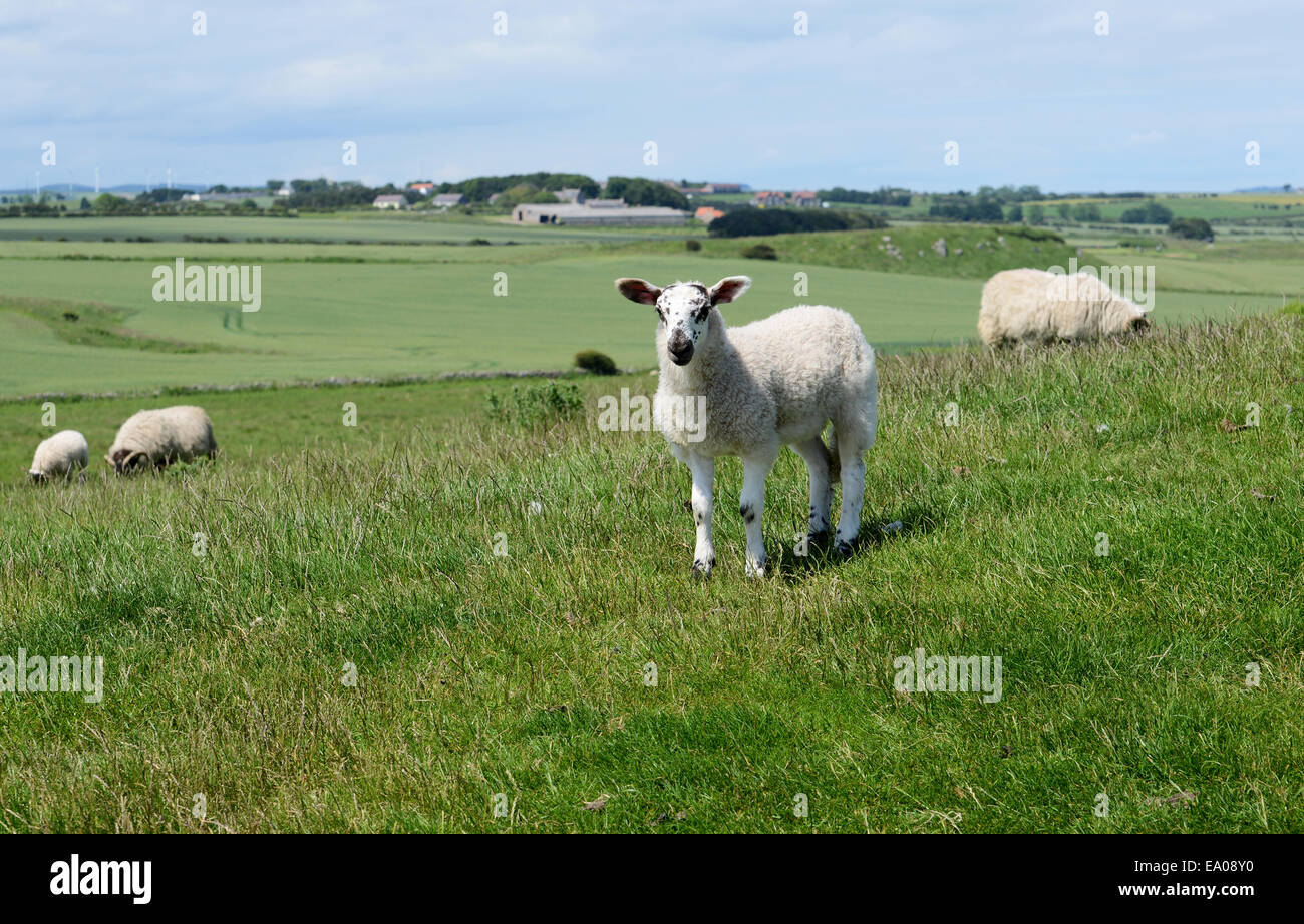Wool sheep hi-res stock photography and images - Alamy