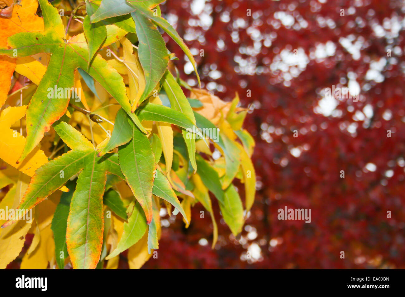 M leaves hi-res stock photography and images - Alamy