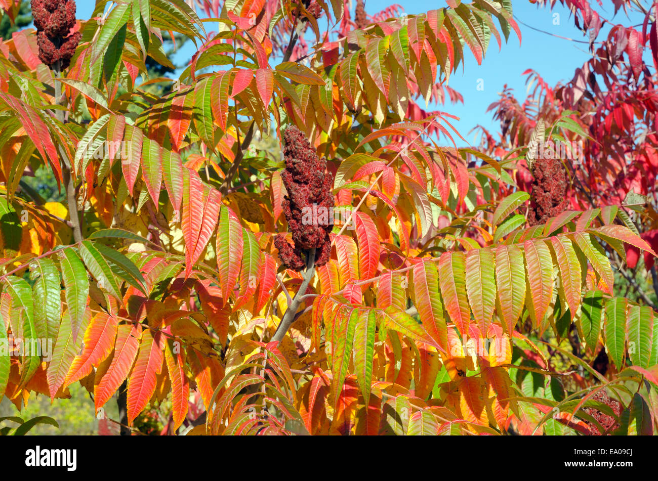 Fall's colorful trees in park. Ontario, Canada Stock Photo - Alamy