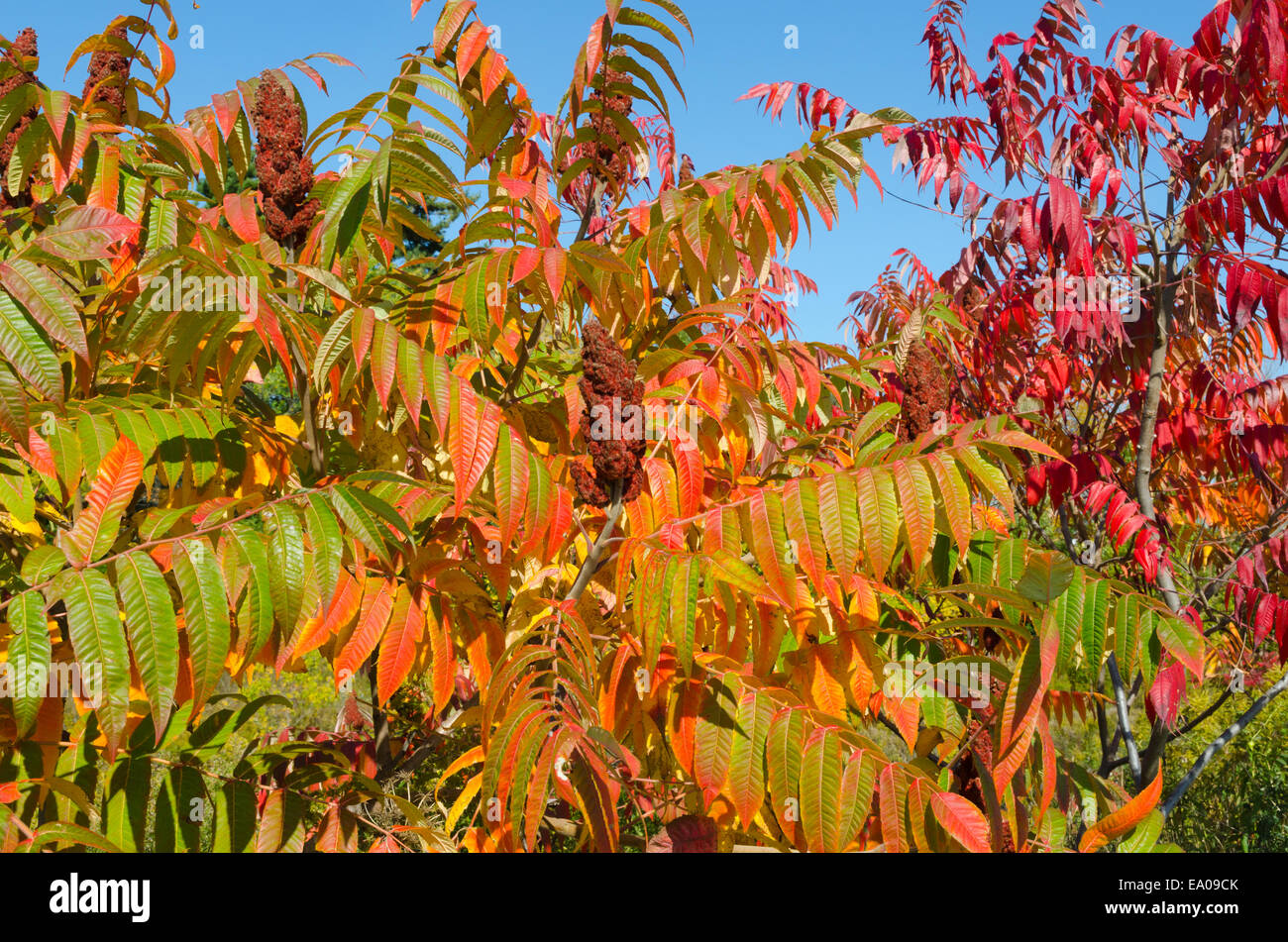 Fall's colorful trees in park. Ontario, Canada Stock Photo - Alamy