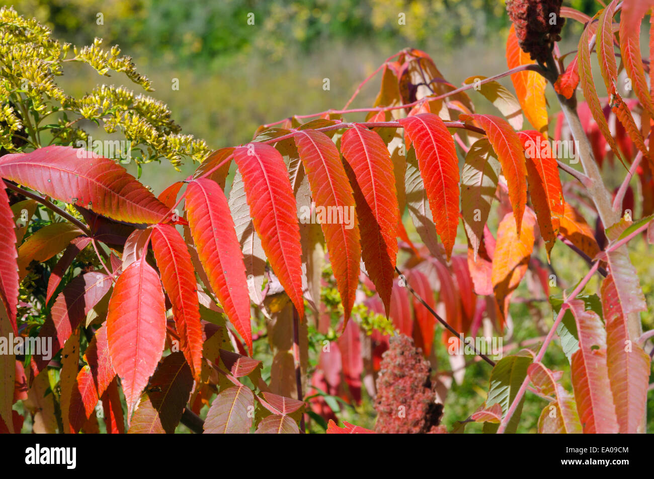 Fall's colorful trees in park. Ontario, Canada Stock Photo - Alamy