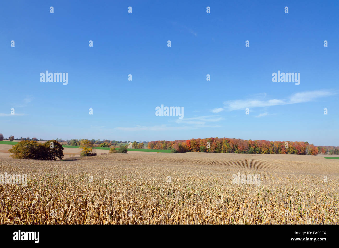 Field of corn being harvested on an autumn day Stock Photo - Alamy
