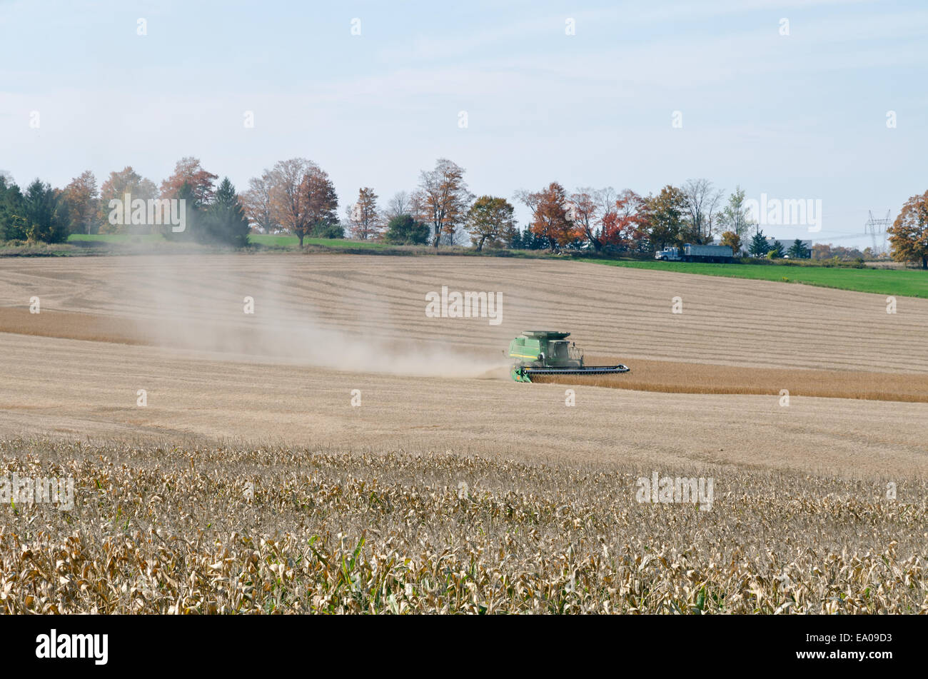 Field of corn being harvested on an autumn day Stock Photo - Alamy