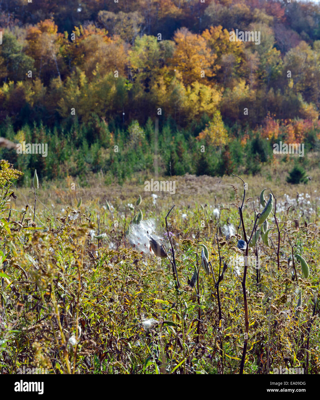 Fall's colorful trees in park. Ontario, Canada Stock Photo - Alamy