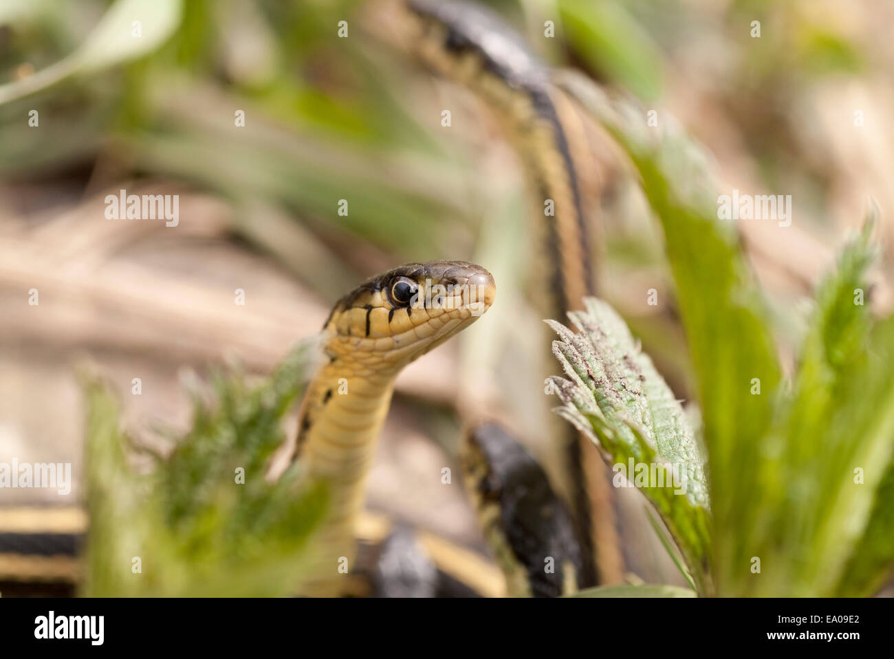 Red-sided garter snake, Thamnophis sirtalis, Narcisse Snake Dens ...