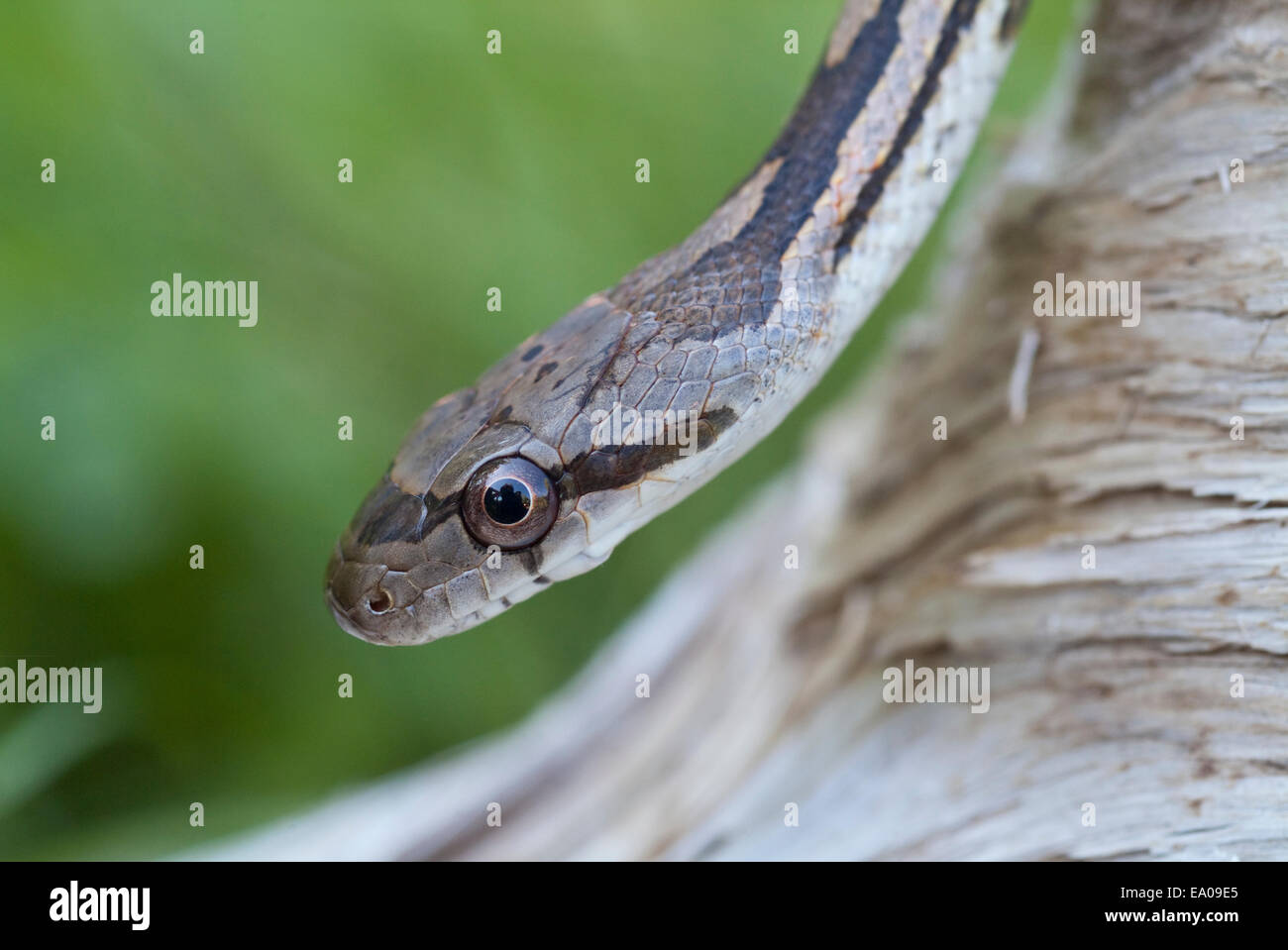 Juvenile Texas rat snake, Elaphe obsoleta lindheimeri, native to Texas ...