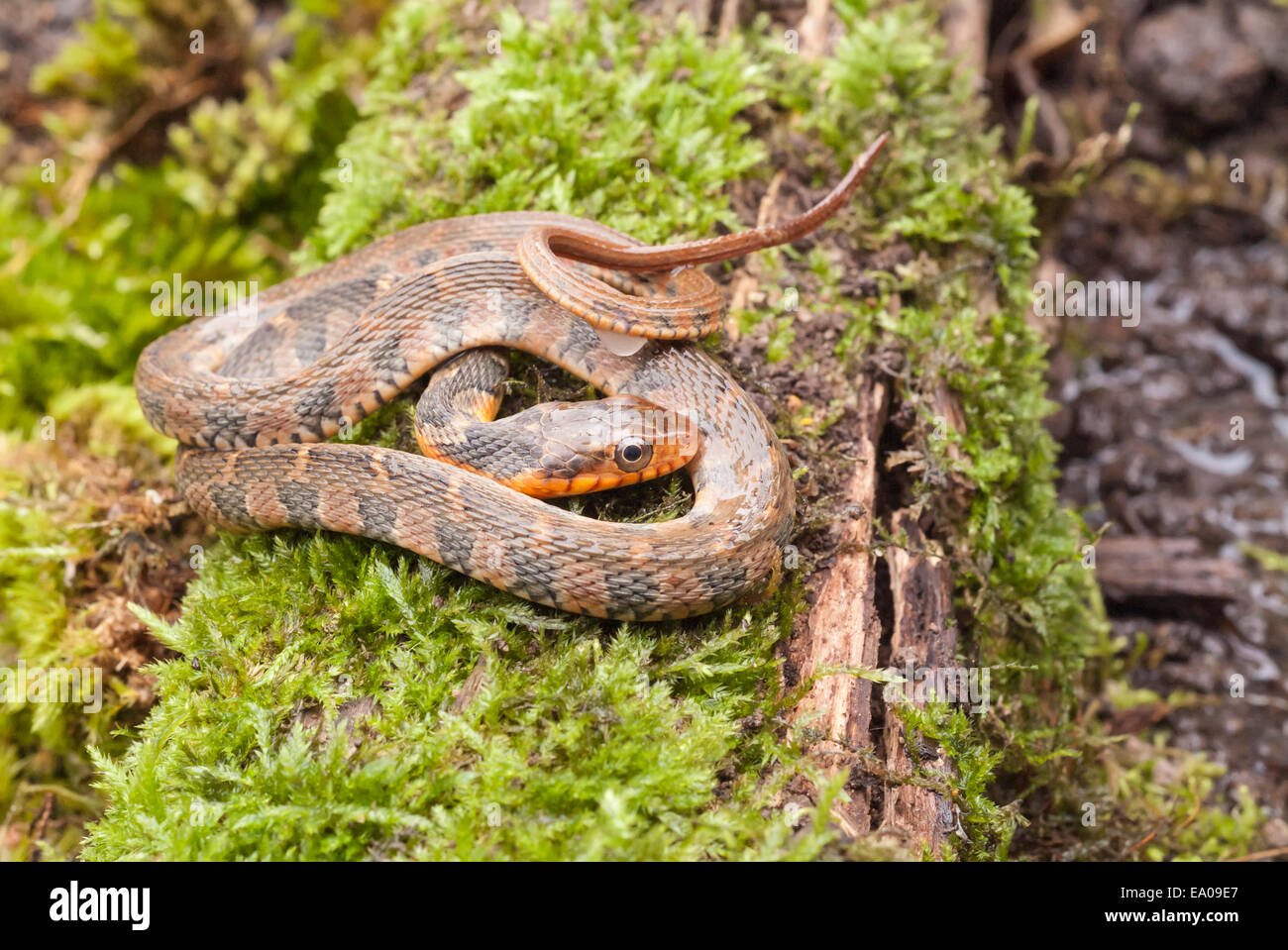 Red belly snake hi-res stock photography and images - Alamy