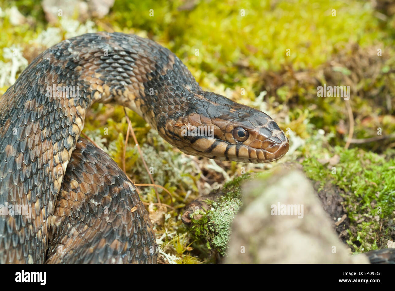 Florida banded water snake hi-res stock photography and images - Alamy