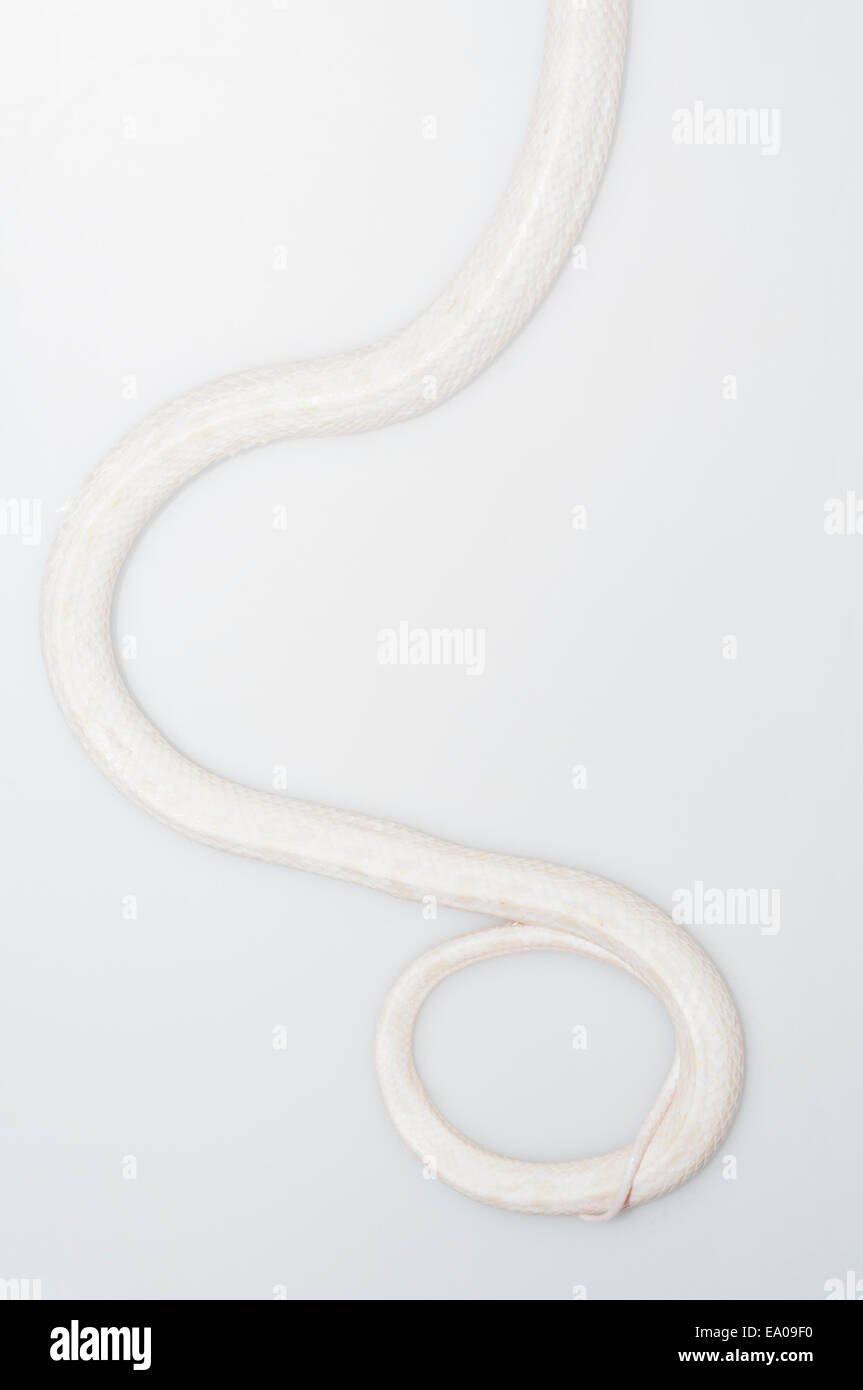 Snow, compound morph corn snake, Pantherophis guttatus, Amelanistic ...