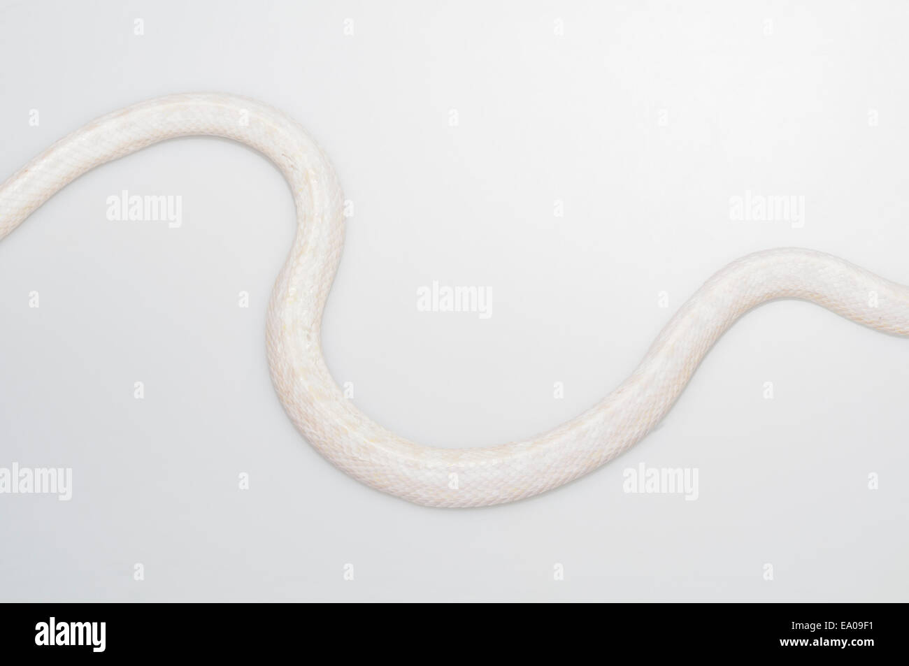 Snow, compound morph corn snake, Pantherophis guttatus, Amelanistic ...