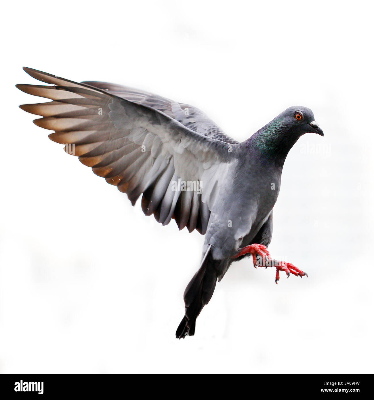 Flock pigeon flying on Cut Out Stock Images & Pictures - Alamy