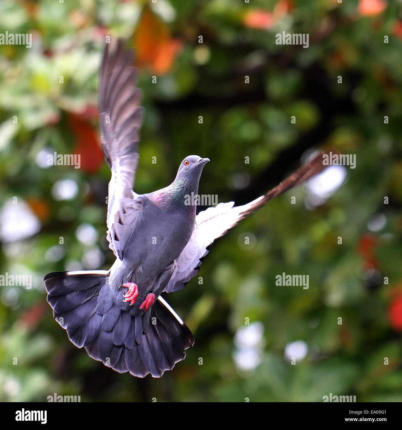 Flying pigeon in the natural Stock Photo - Alamy