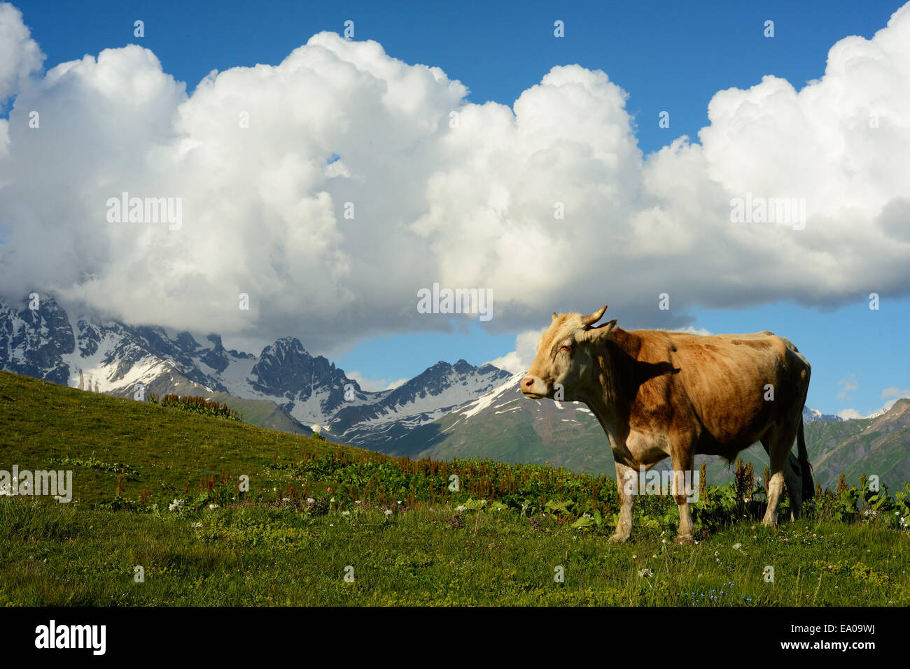 Cow grazing on hillside, Mazeri village, Svaneti, Georgia Stock Photo ...