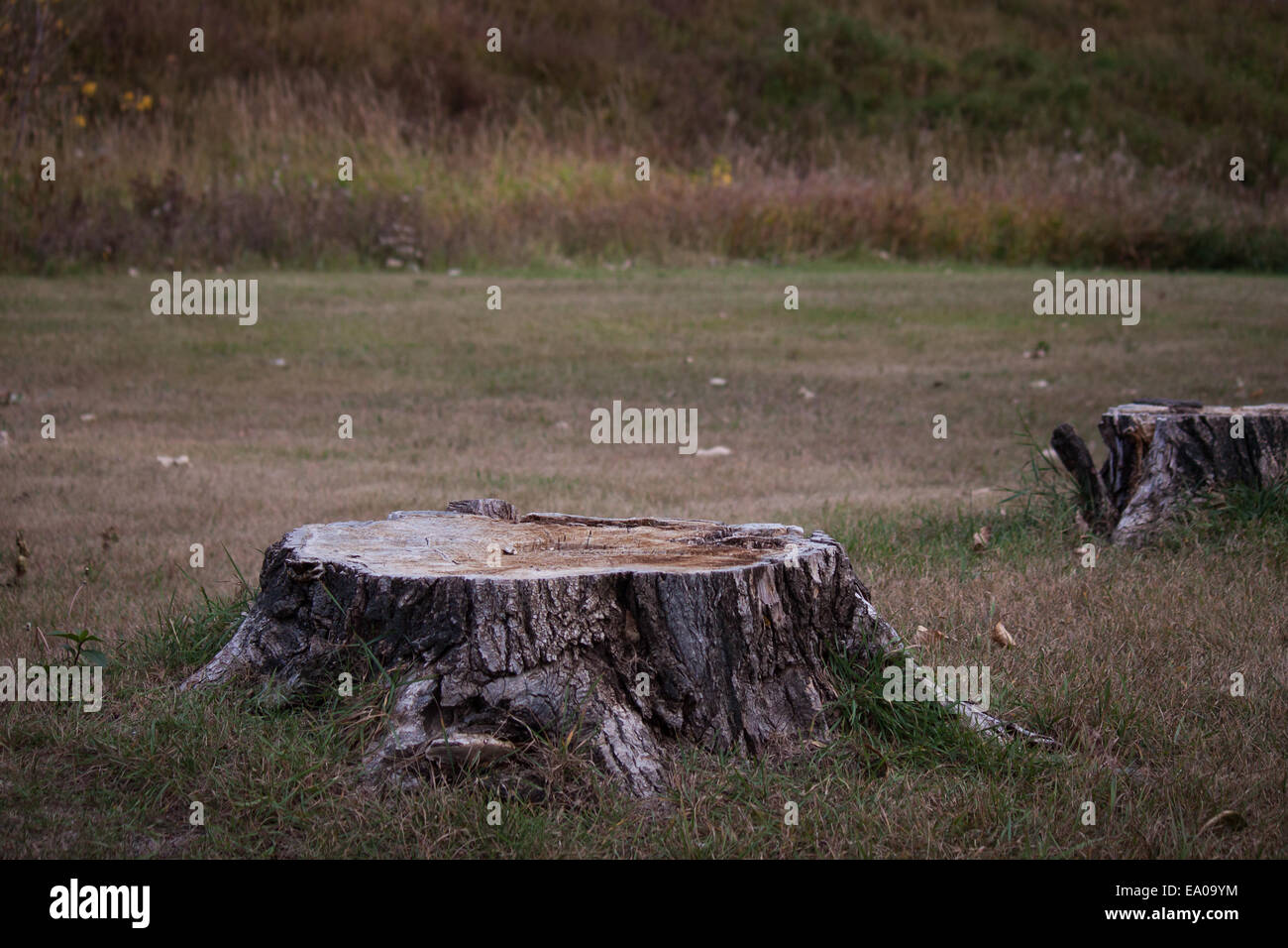 Cut down tree stump in hi-res stock photography and images - Alamy