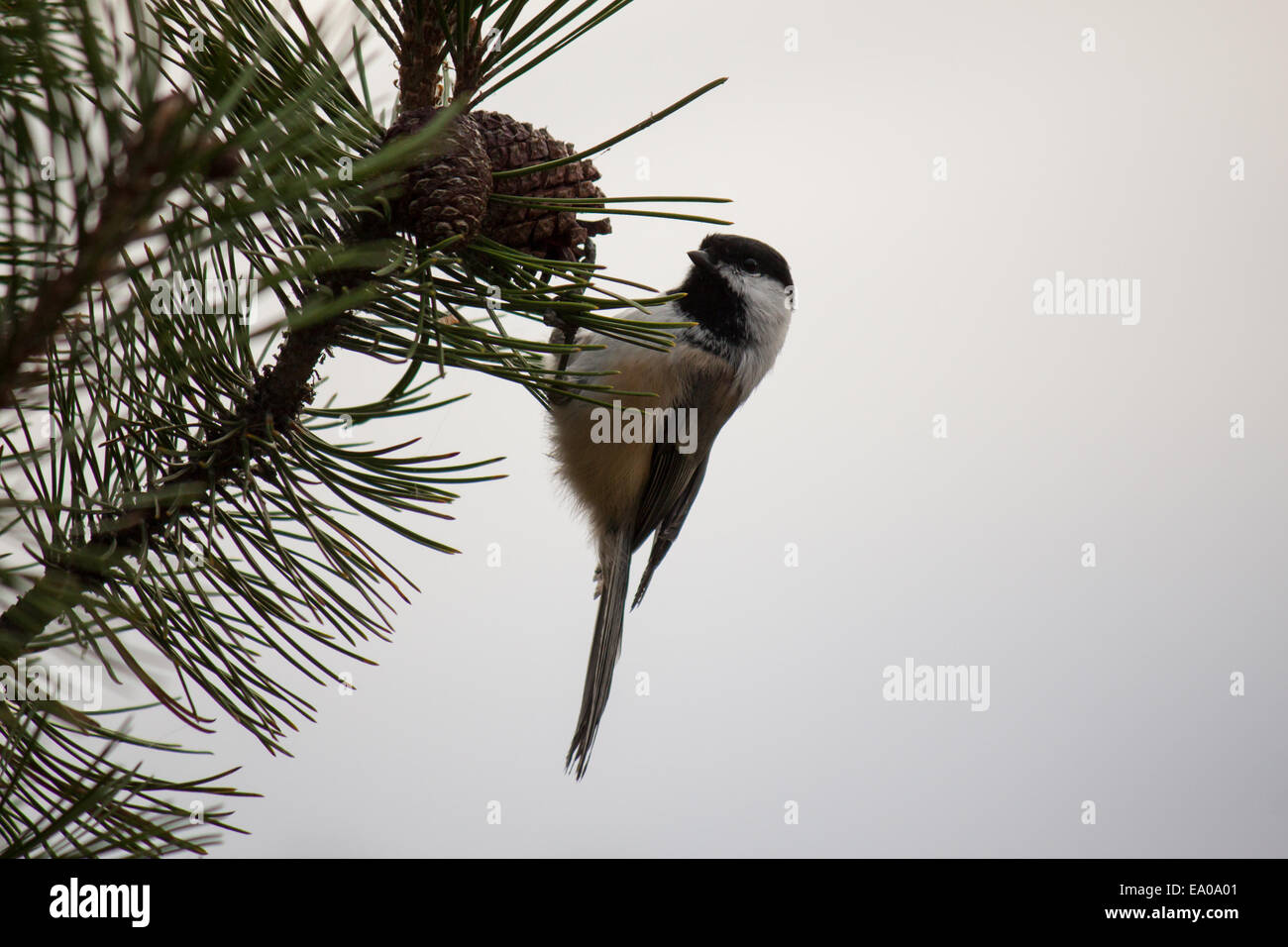 Chickadee eating bird hi-res stock photography and images - Alamy