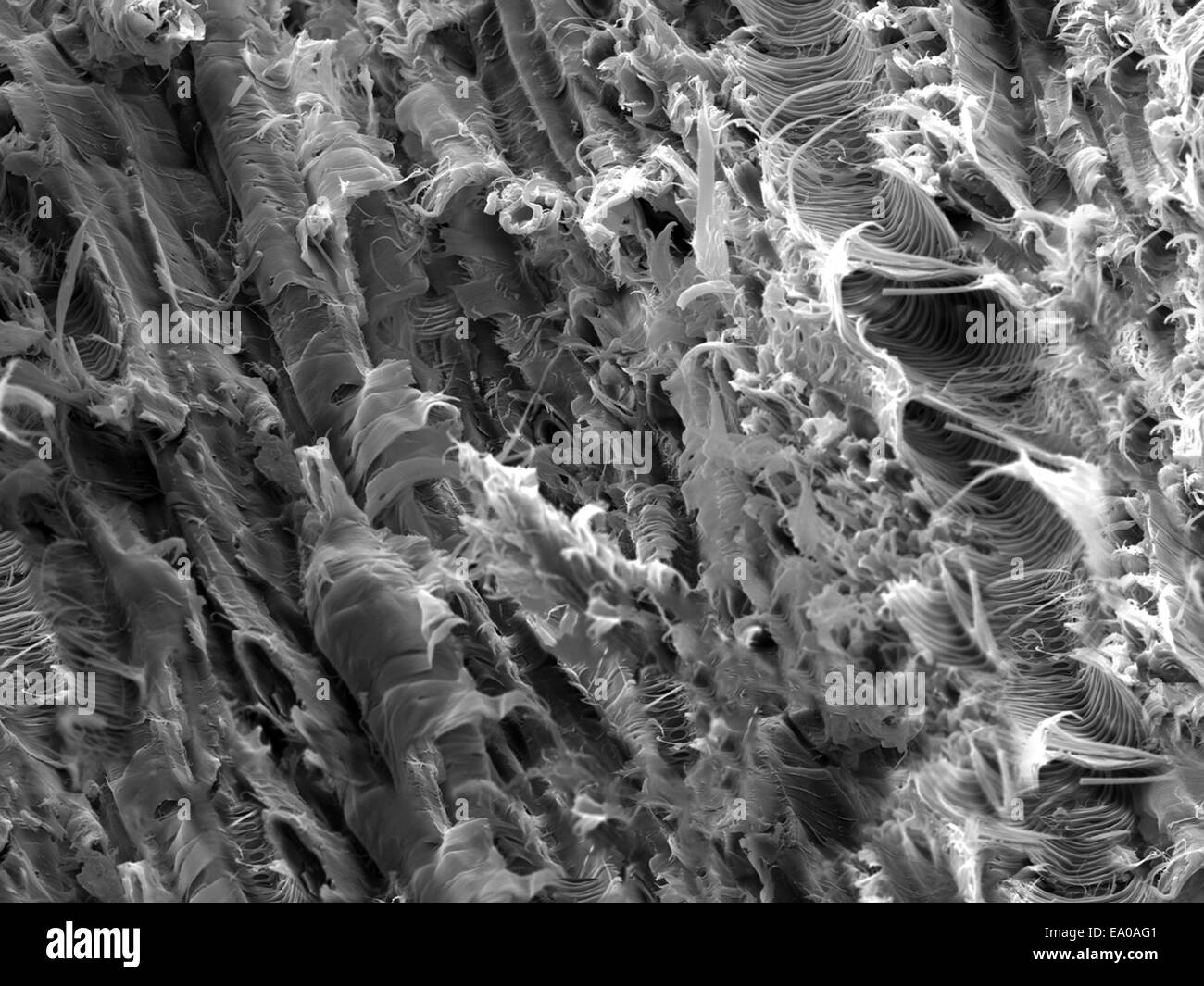 Electron microscope Black and White Stock Photos & Images - Alamy
