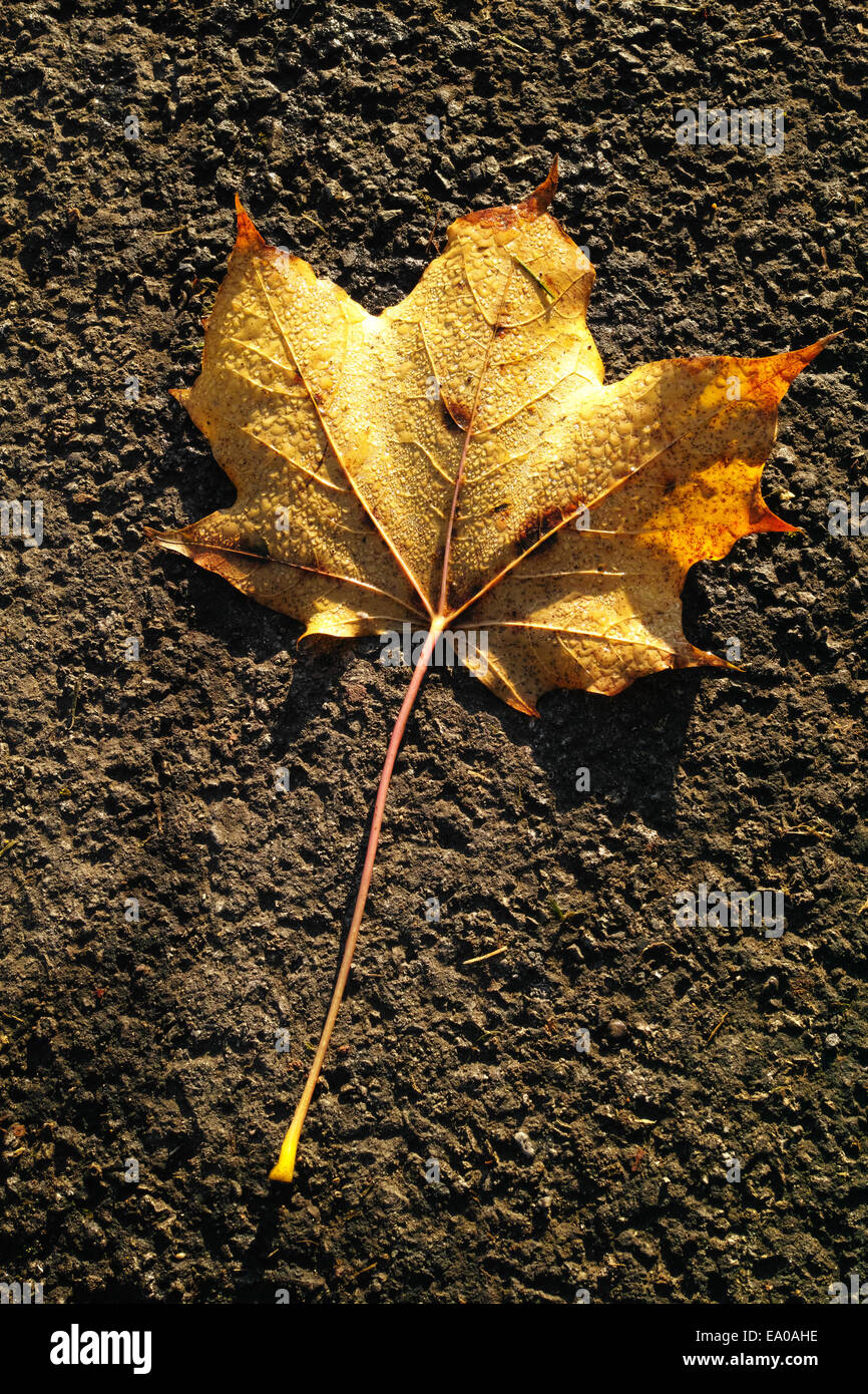 Fallen maple leaf hi-res stock photography and images - Alamy