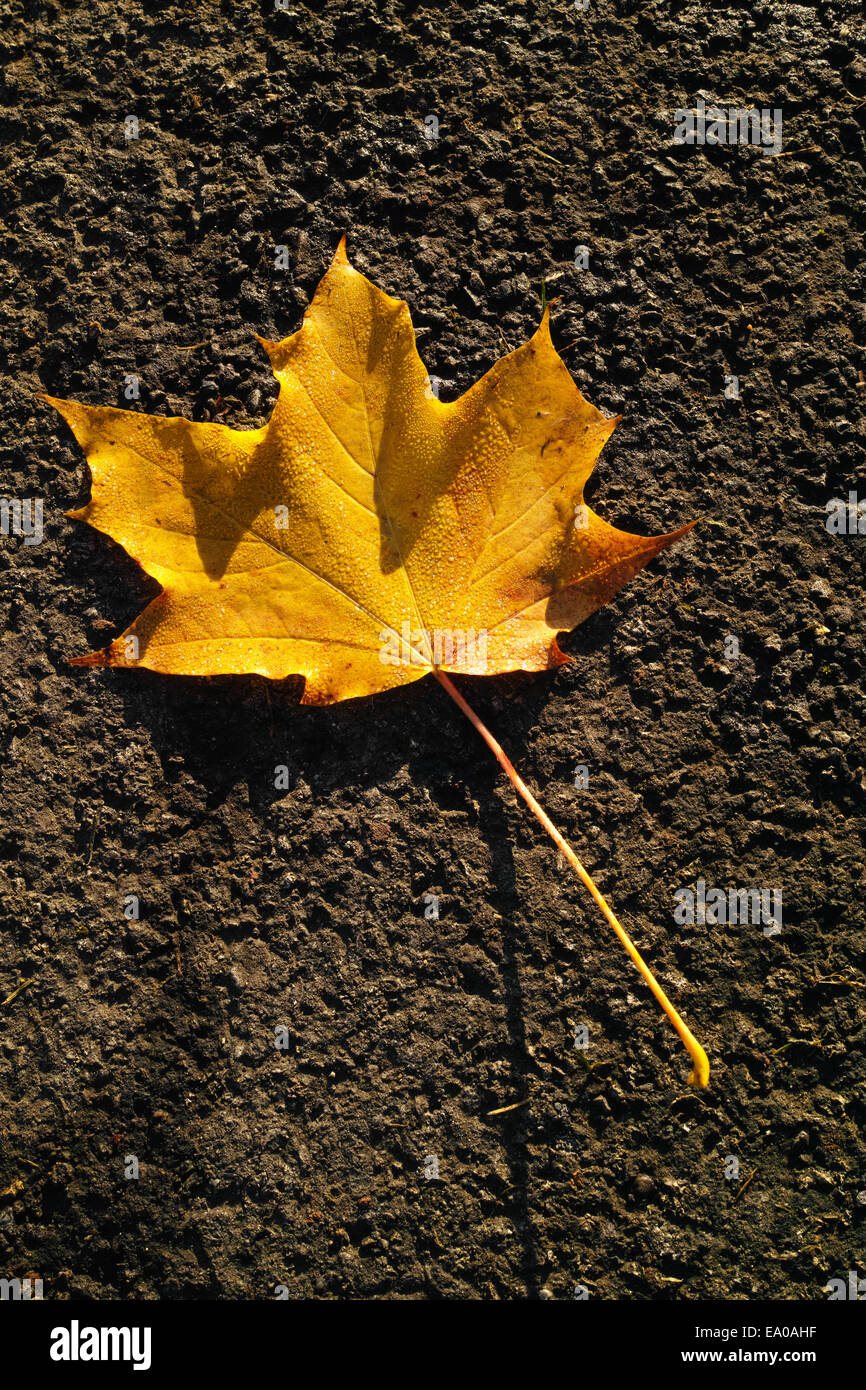 fallen Maple leaf on tarmac Stock Photo - Alamy