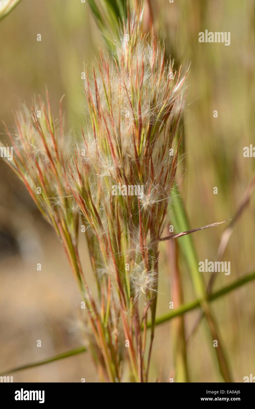 Bushy bluestem grass hi-res stock photography and images - Alamy