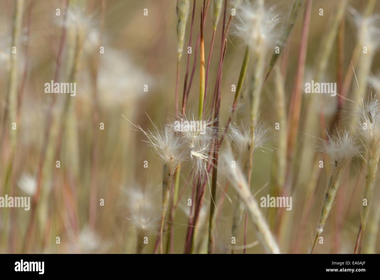 Prairie Grass, Splitbeard bluestem Stock Photo - Alamy