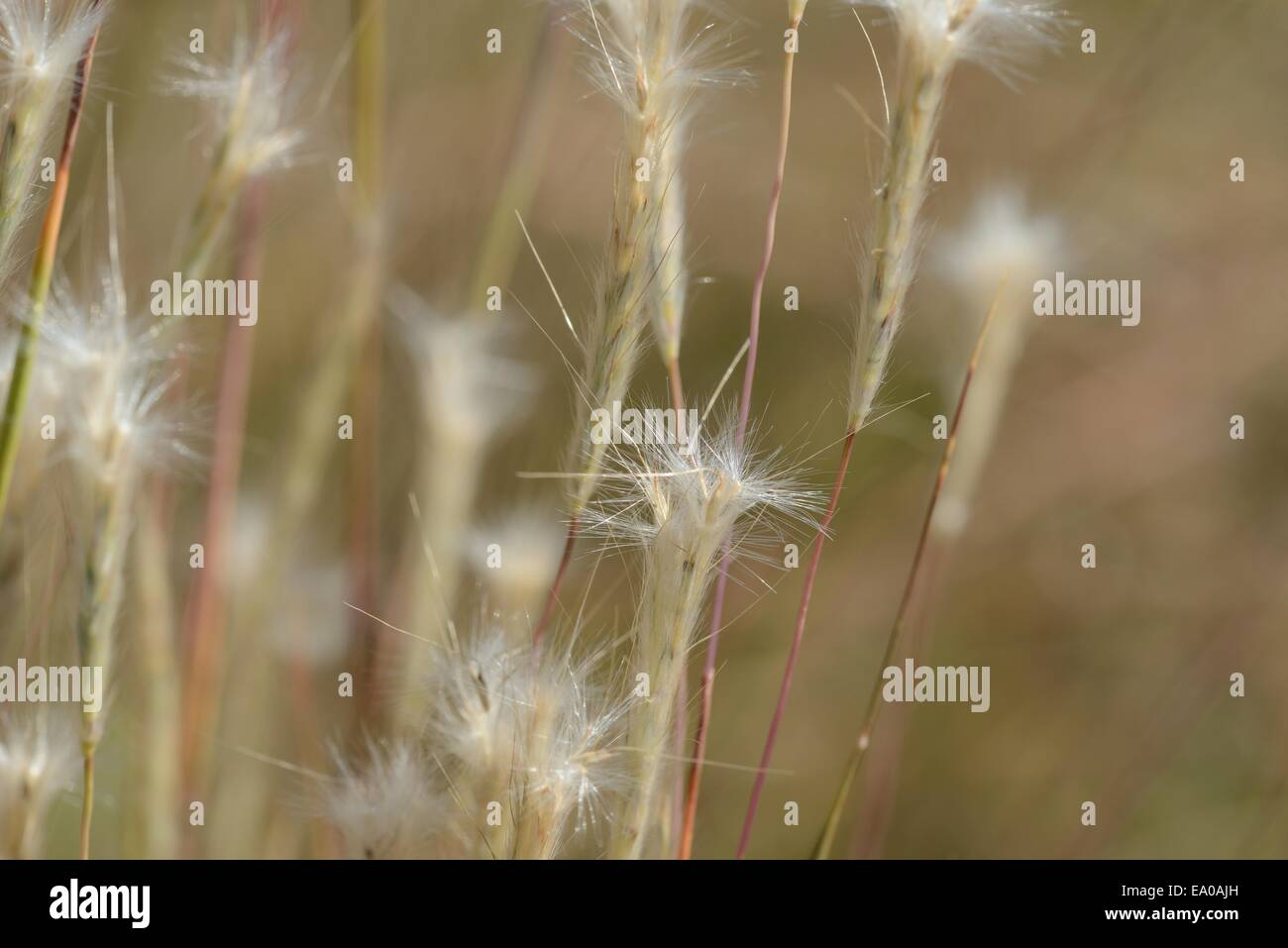 Prairie Grass, Splitbeard bluestem Stock Photo - Alamy
