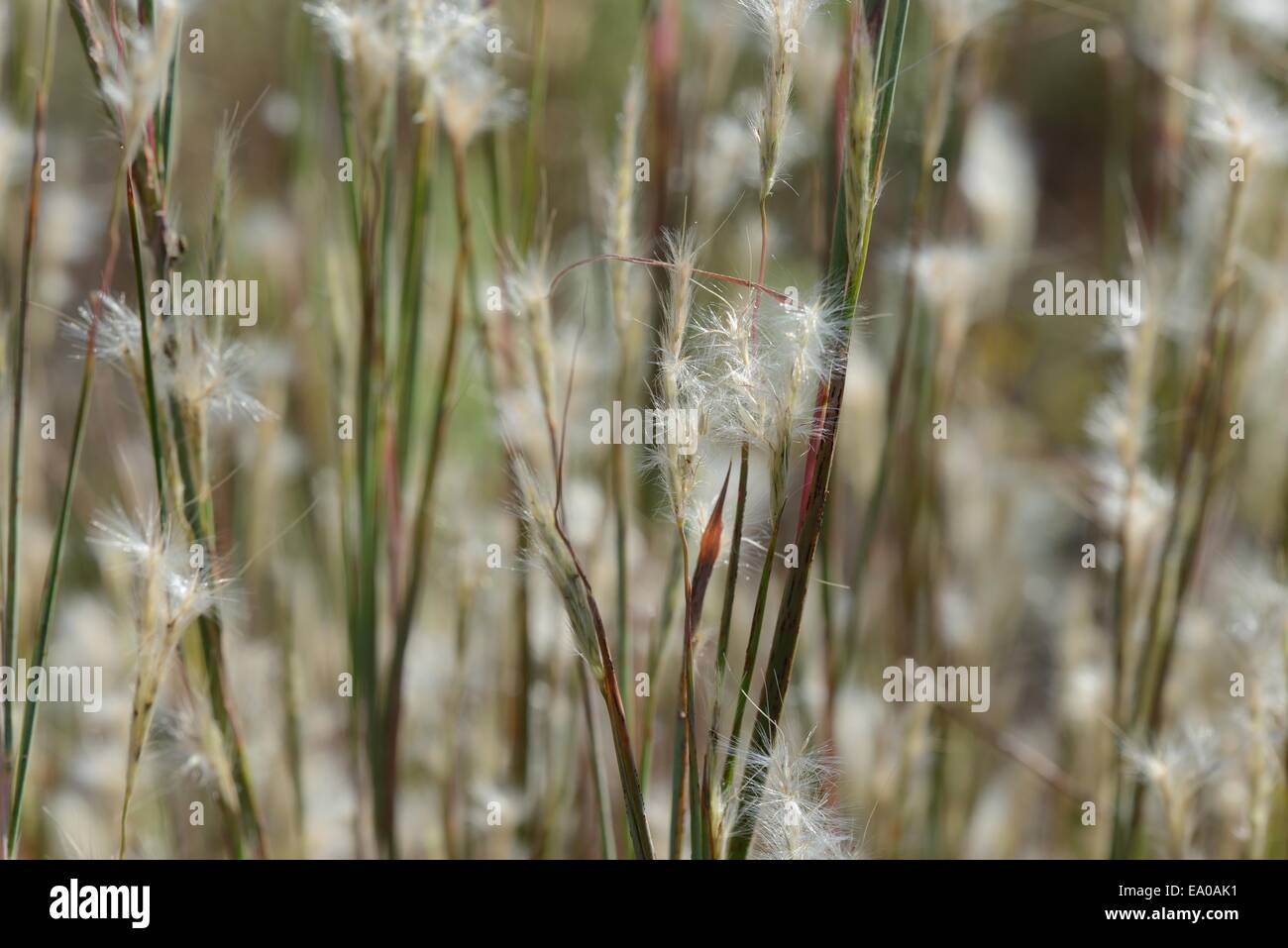 Prairie Grass, Splitbeard bluestem Stock Photo - Alamy
