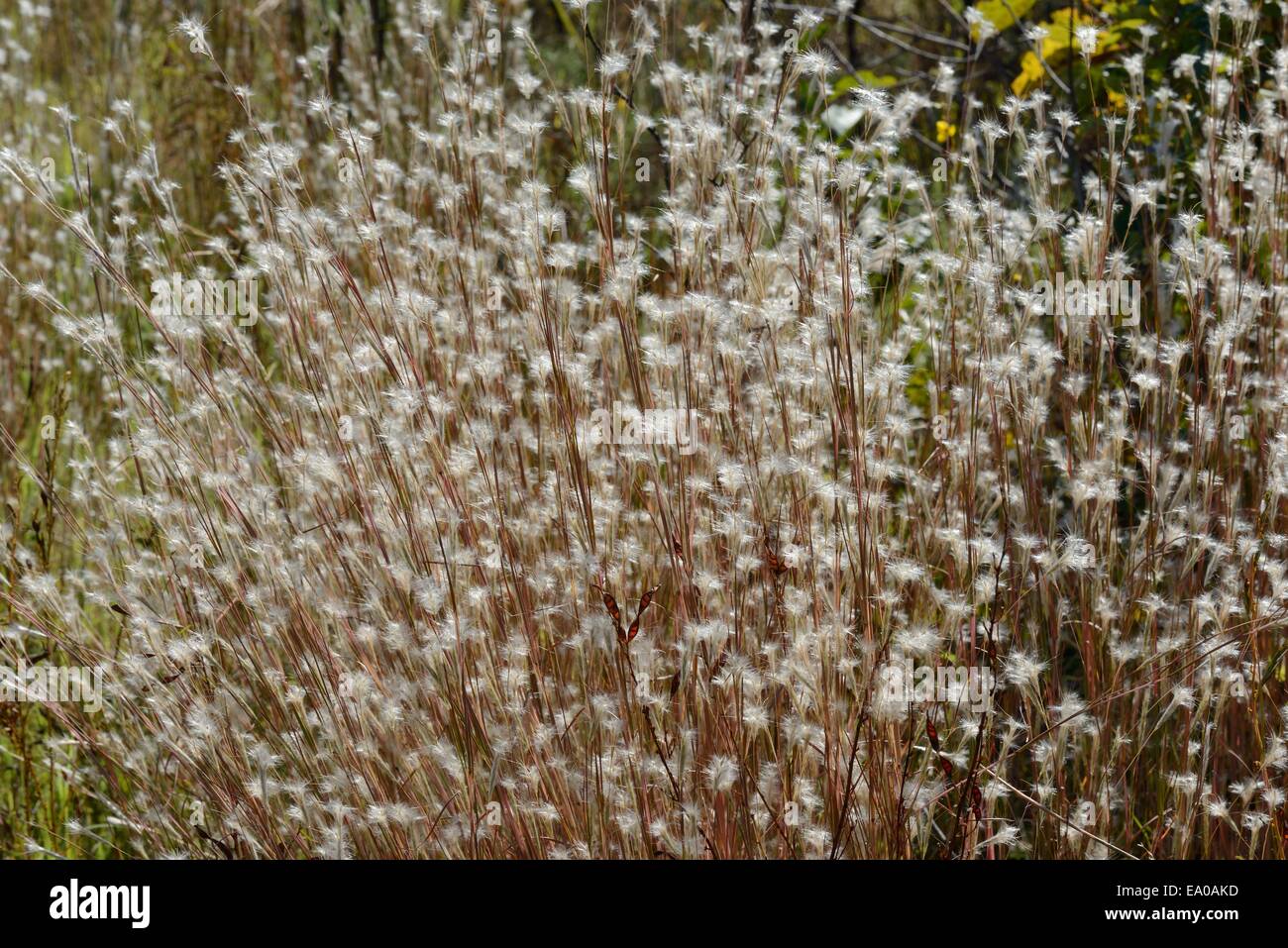 Prairie Grass, Splitbeard bluestem Stock Photo - Alamy