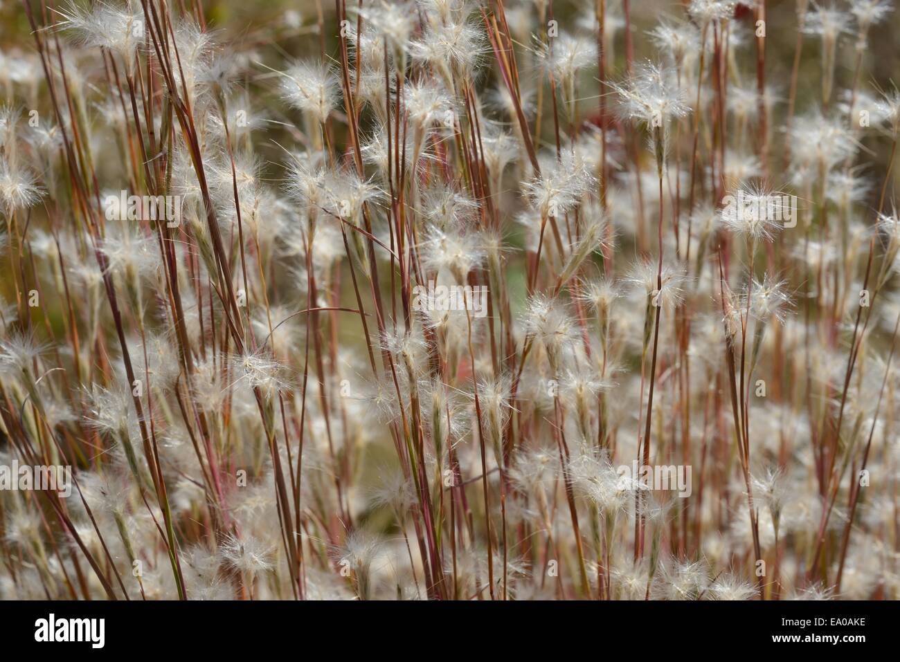 Prairie Grass, Splitbeard bluestem Stock Photo - Alamy