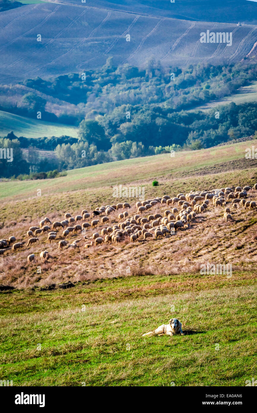 Sheep dog guarding sheep hi-res stock photography and images - Alamy