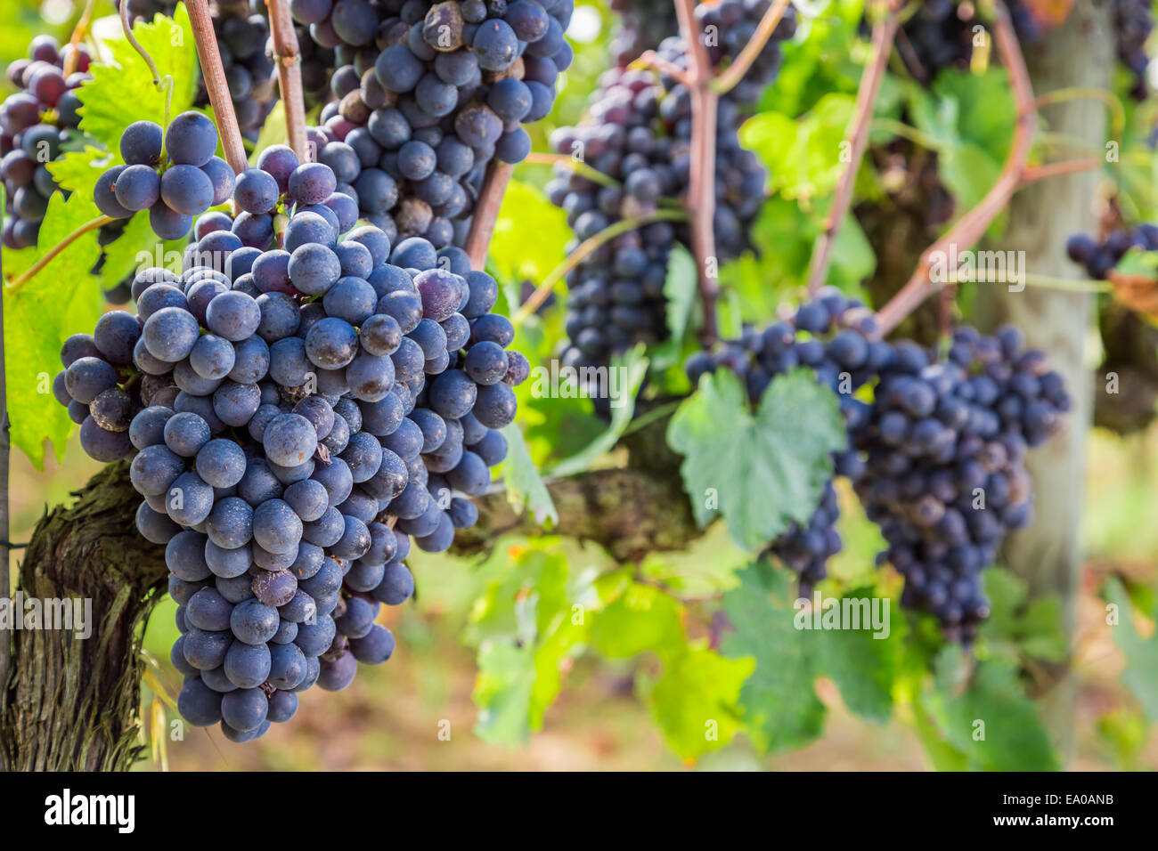 Ripe grapes on the vine Stock Photo - Alamy