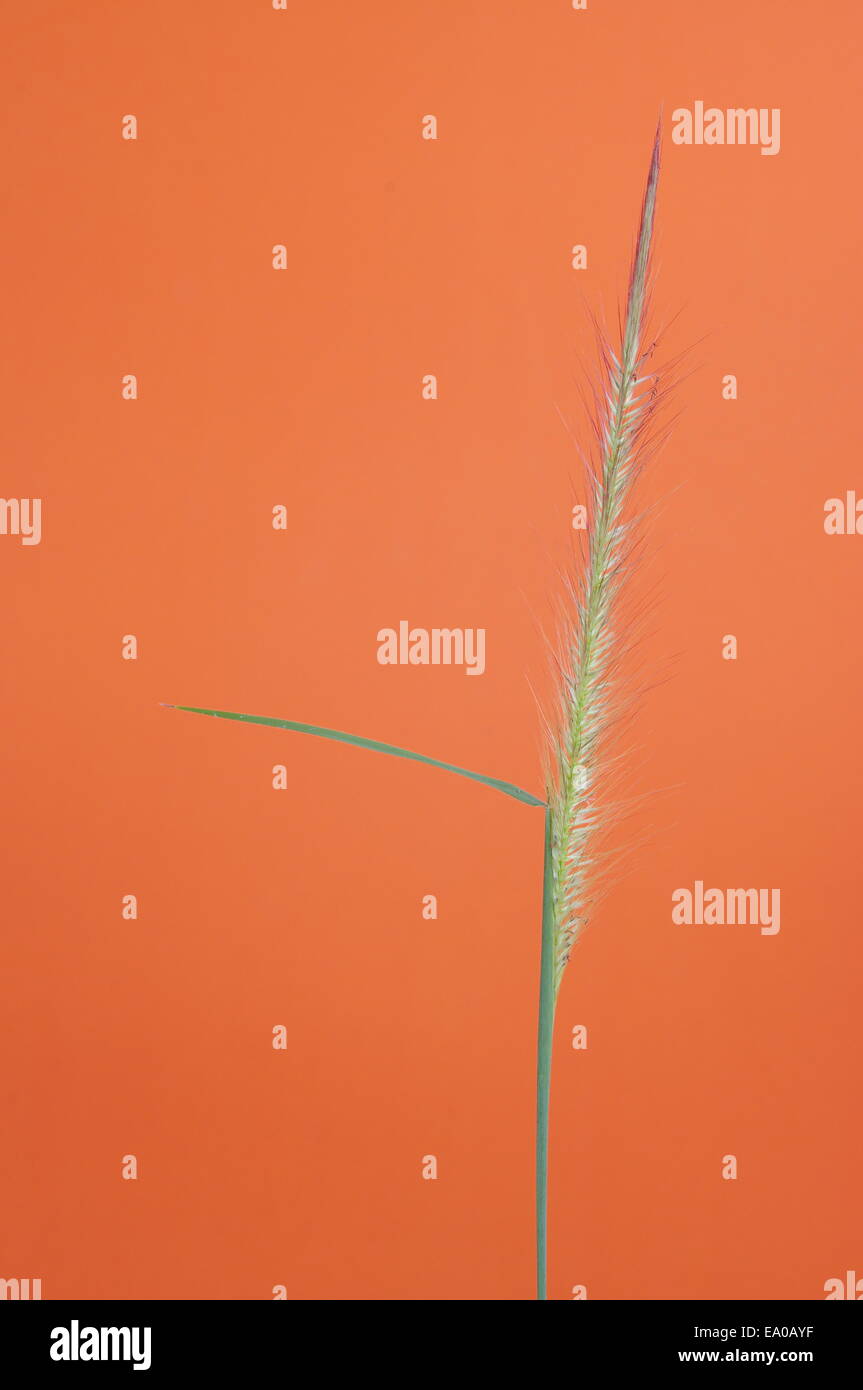 grass on orange background Stock Photo - Alamy