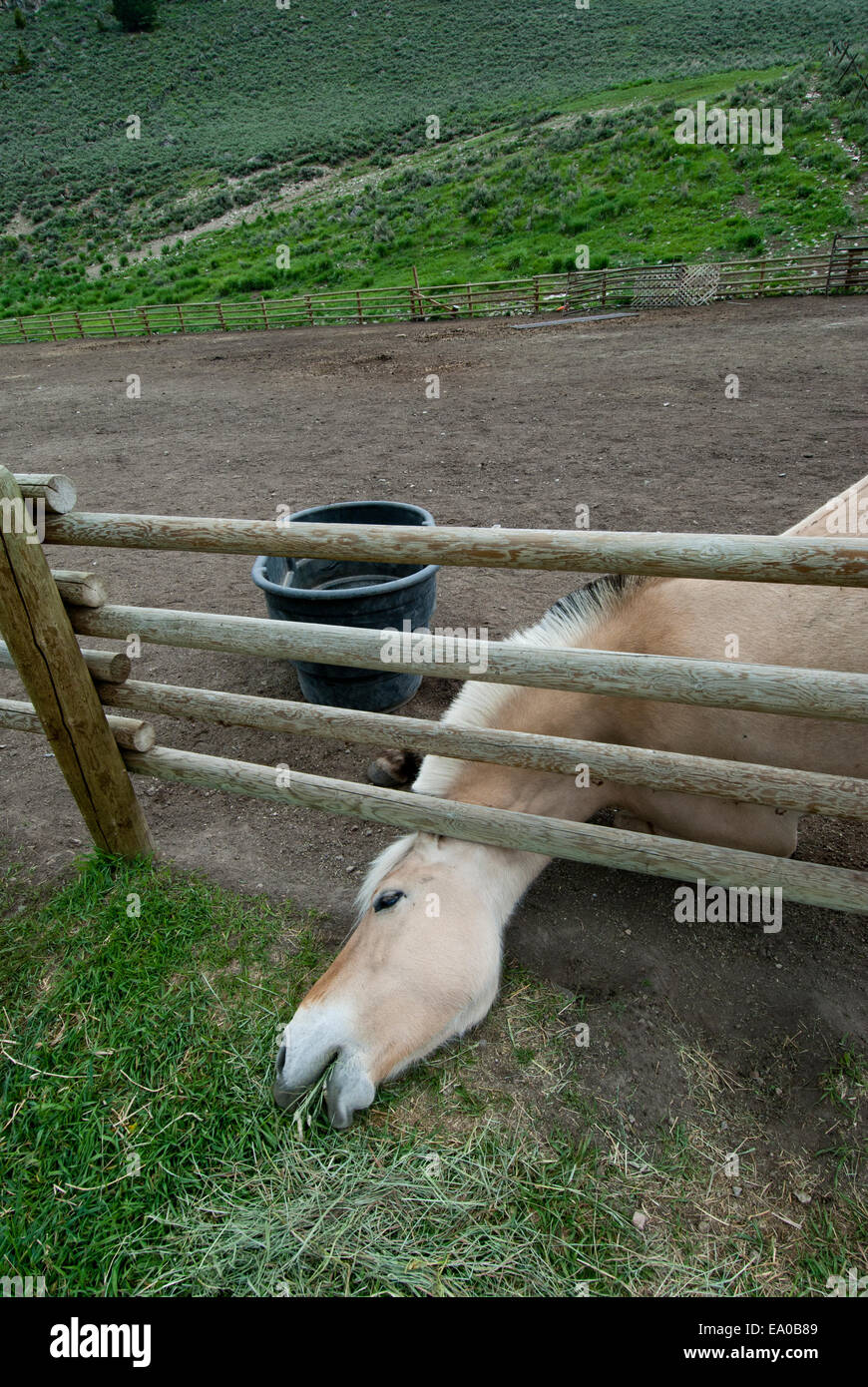Norwegian fjord horse grazing at ranch in SW Montana Stock Photo - Alamy
