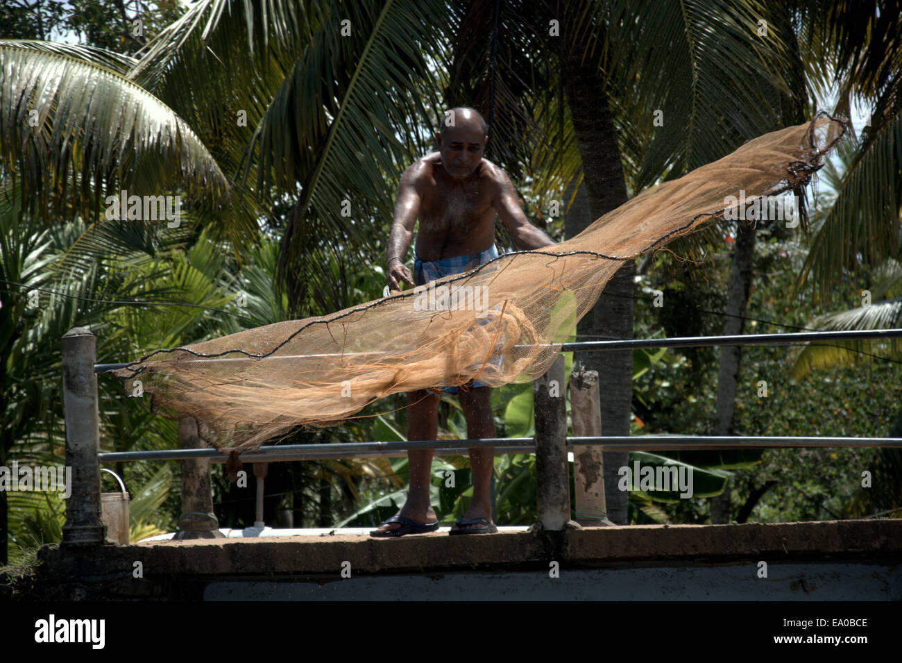 Fisherman casting net in the backwaters of Allepey, Kerala, India ...