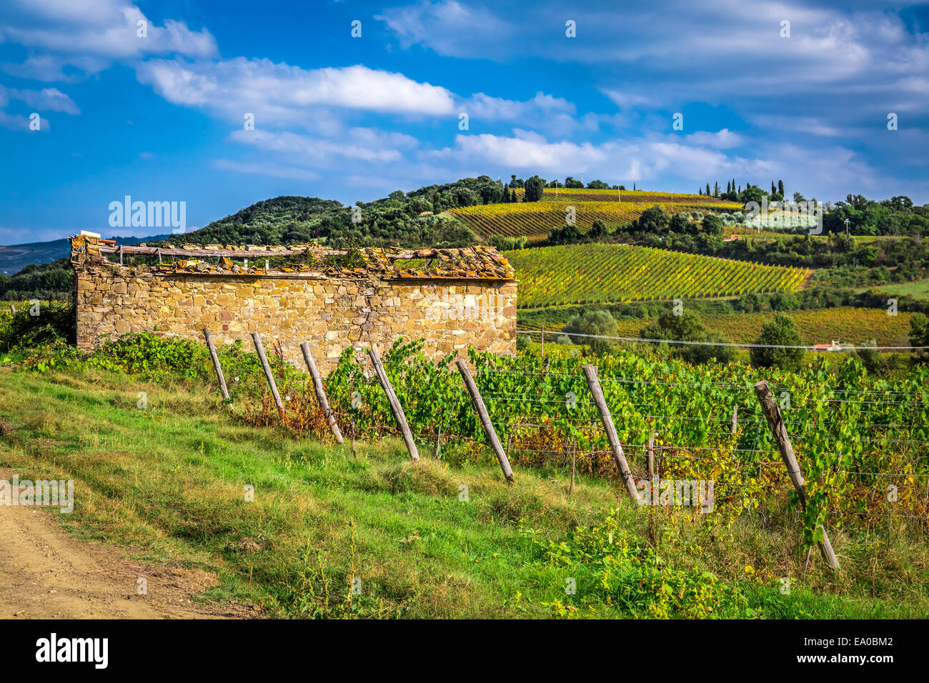 Field of vines in the countryside of Tuscany Stock Photo - Alamy