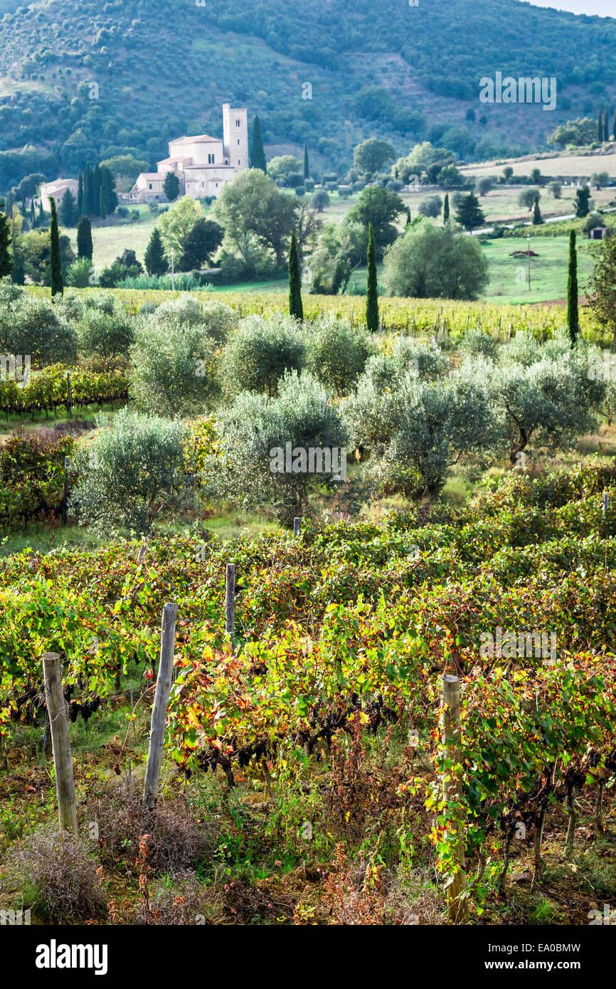 View of the vineyards and monastery in Tuscany Stock Photo - Alamy