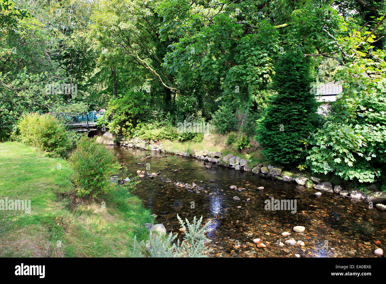 Vegetation on the banks of creek Stock Photo - Alamy