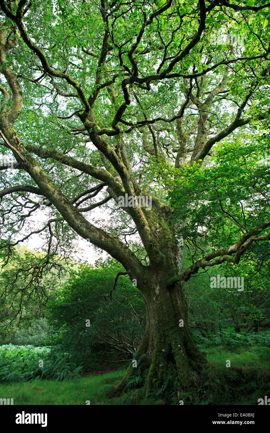 Beautiful spreading tree Stock Photo - Alamy