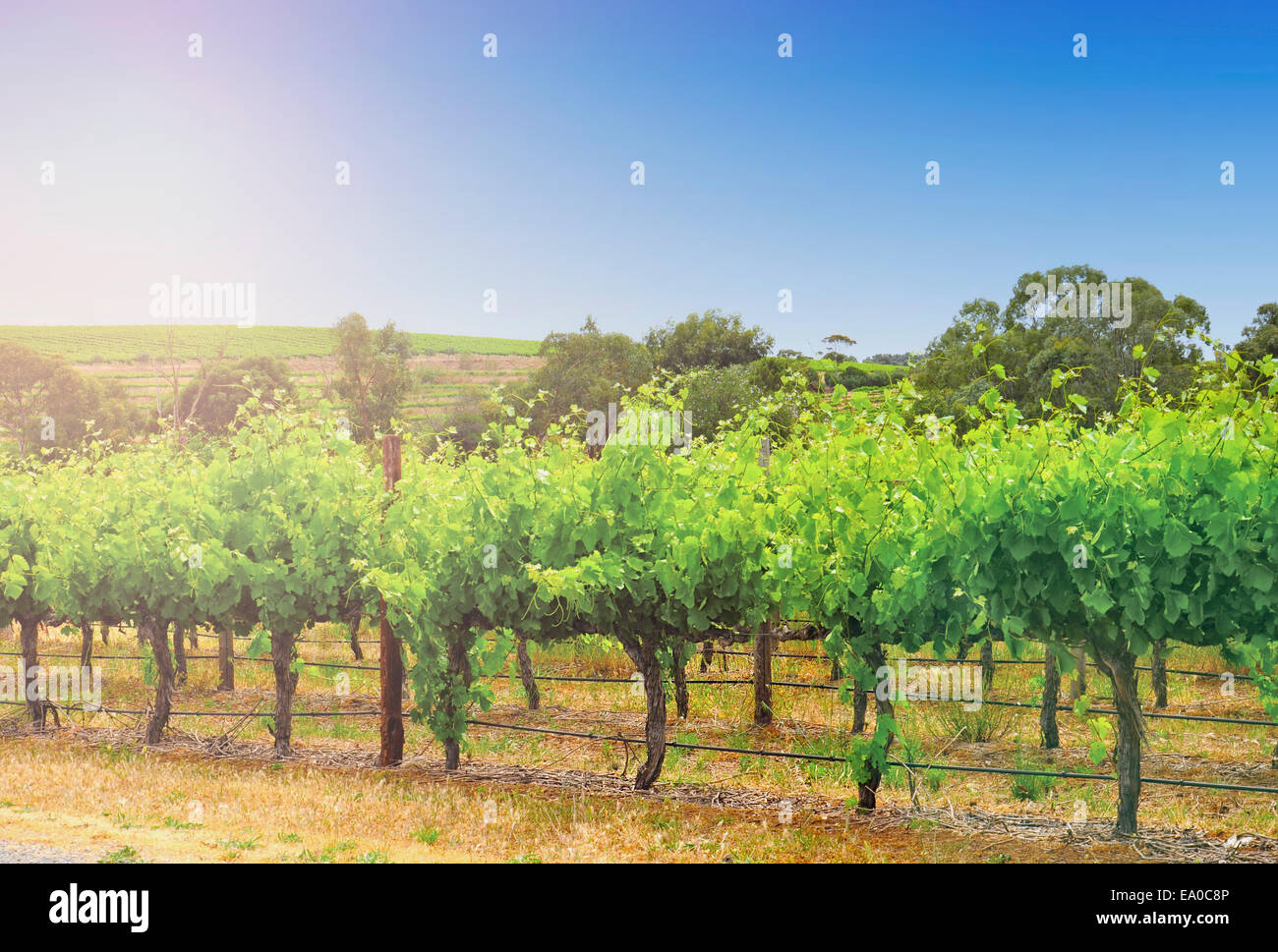 Rows of grapevines taken at Australia's prime wine growing winery area ...