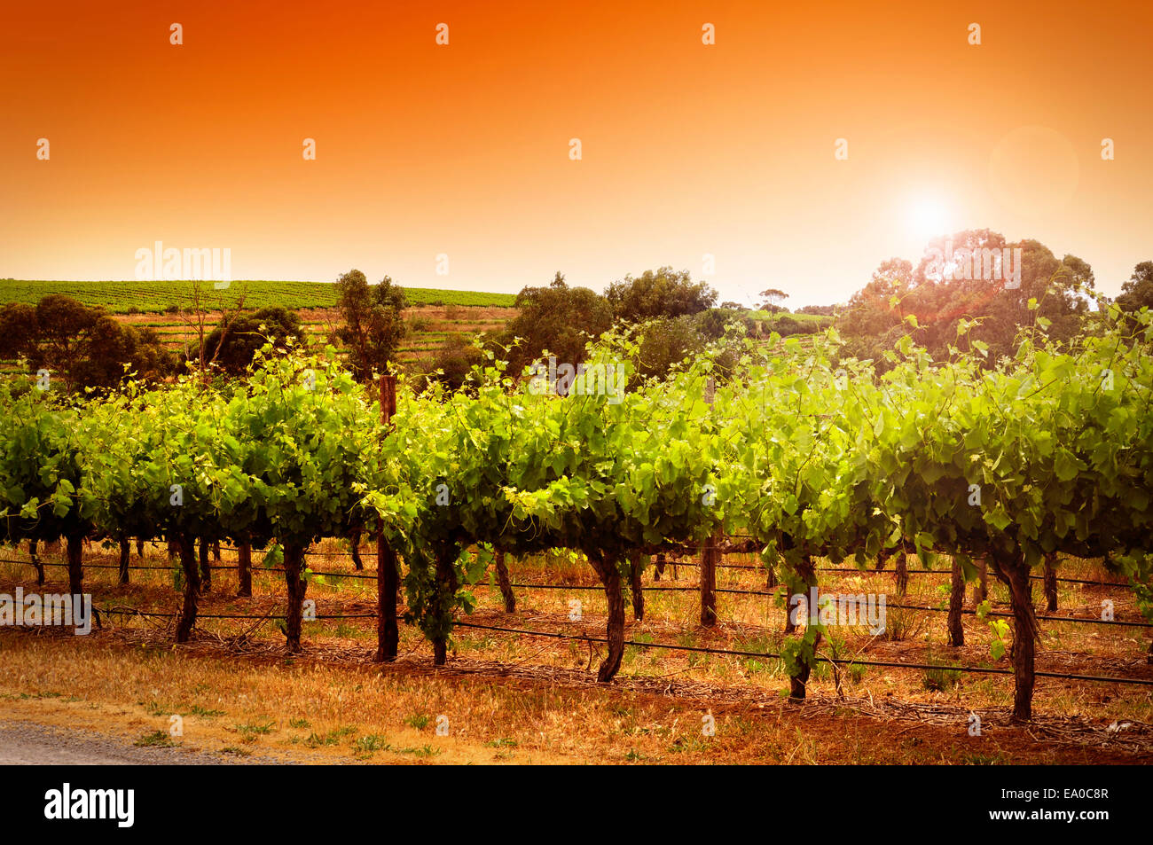 Rows of grapevines taken at Australia's prime wine growing winery area ...
